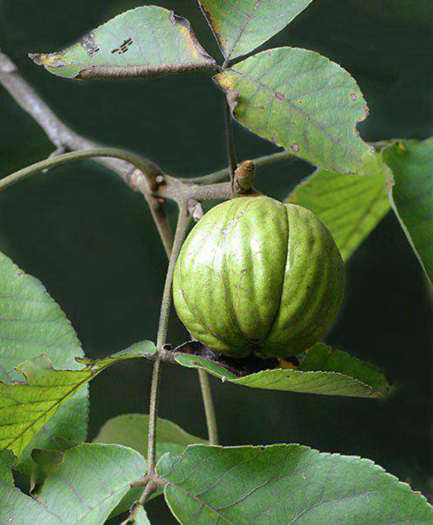 Hickory Tree Seedling (Shagbark) - Walmart.com