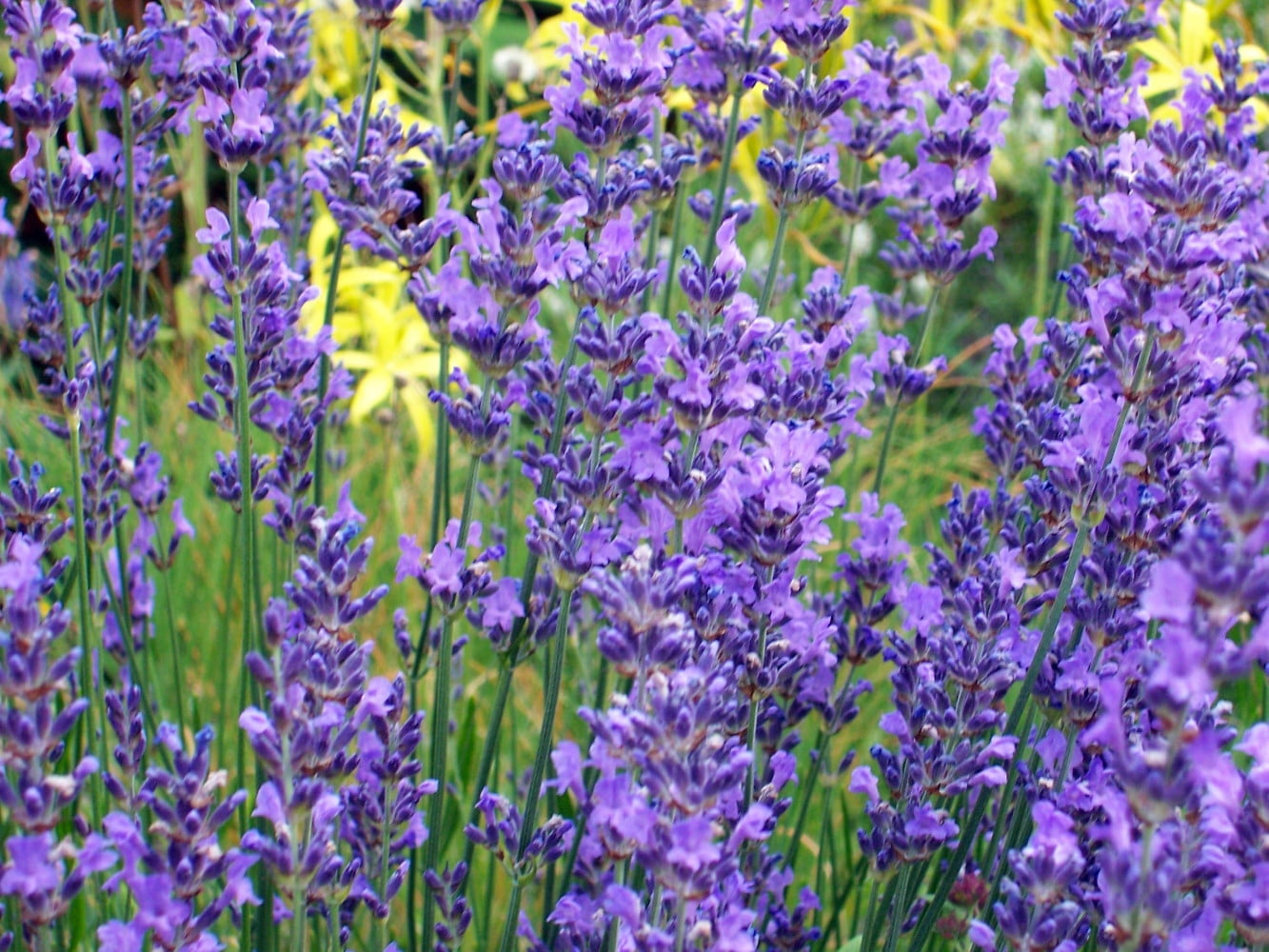Hidcote Blue Lavender Herb - 4 Perennial Plants - 2.5" Pots - Walmart.com