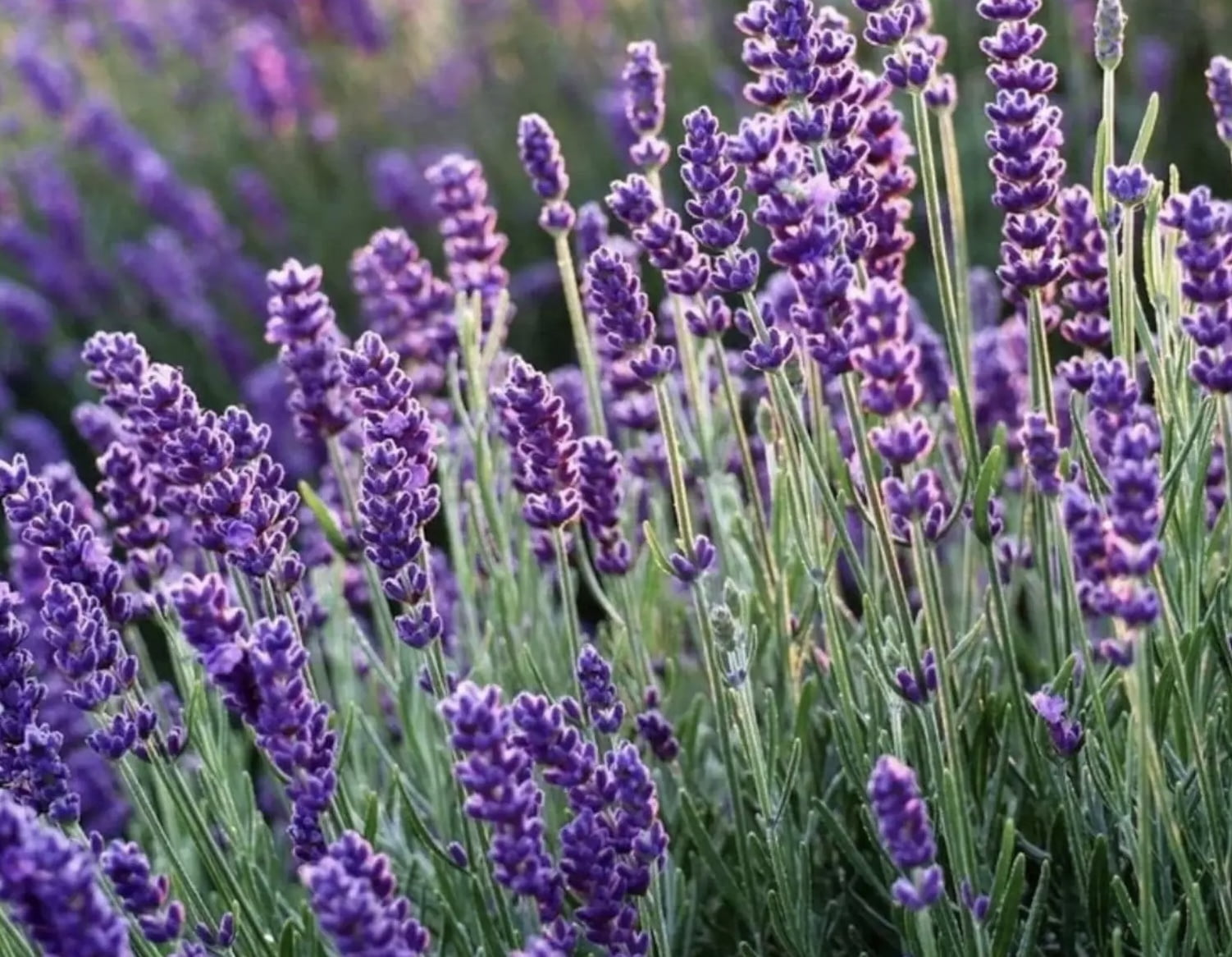 Hidcote Lavender | 10 Live Herb Plants | Non-GMO, English Lavender ...