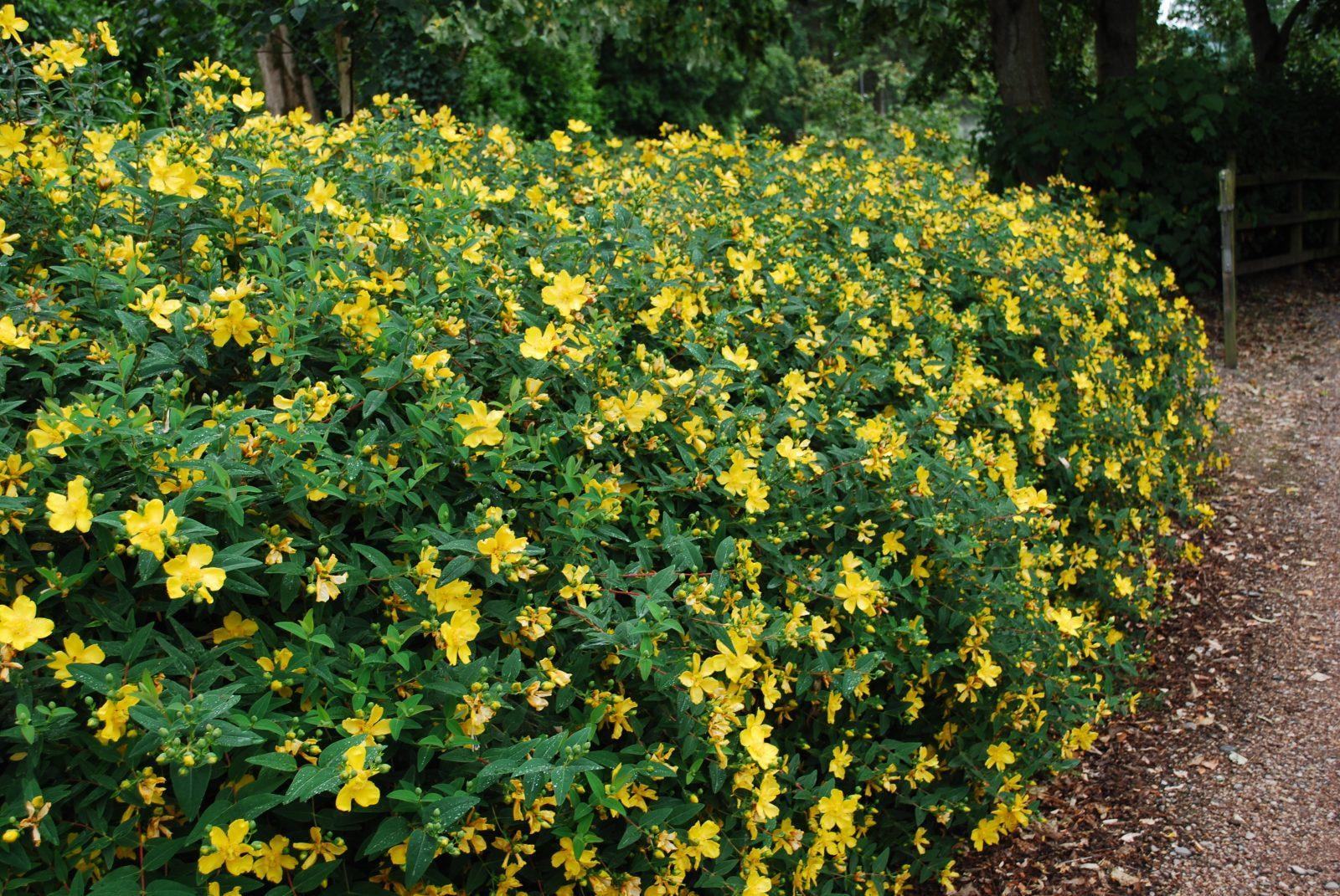 RedCrocus Hidcote St. John's Wort- Evergreen Shrub, Bushy, Fragrant ...