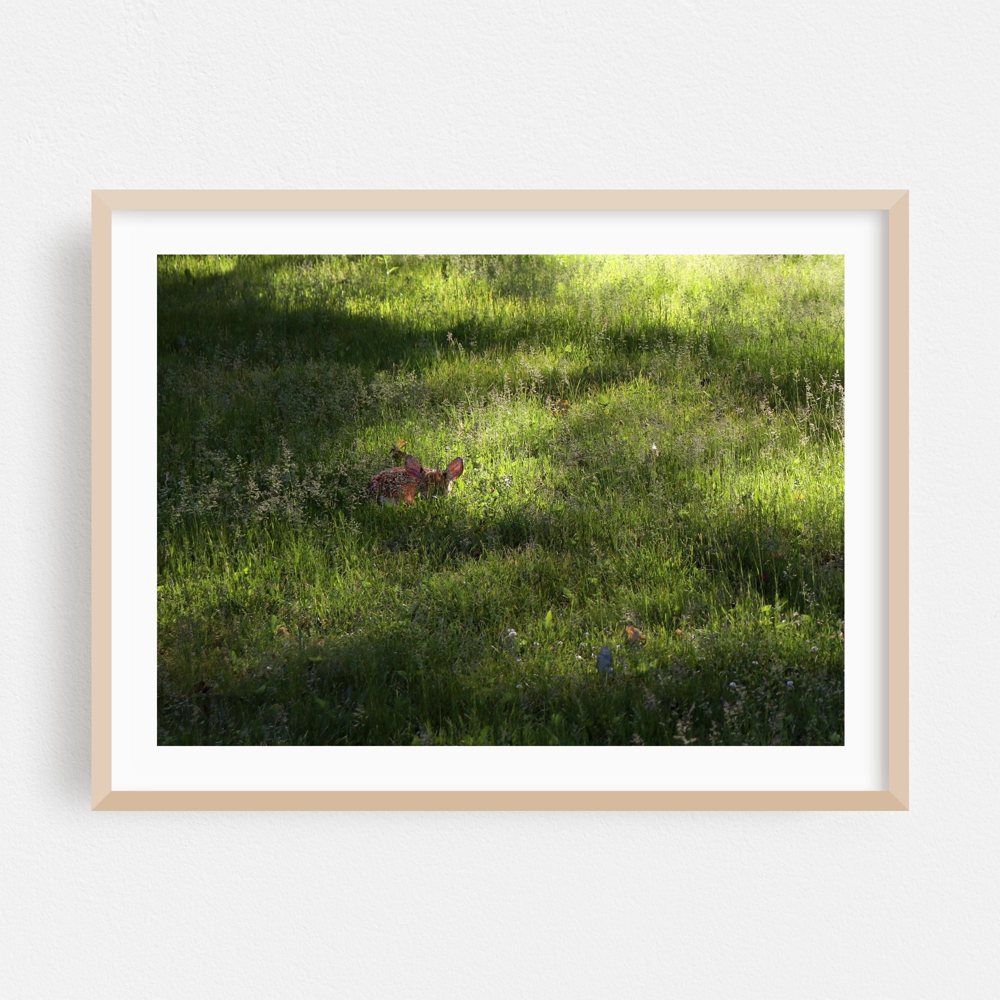 Hidden Fawn - Albion Michigan Photography Wildlife Deer Nature Woodland ...