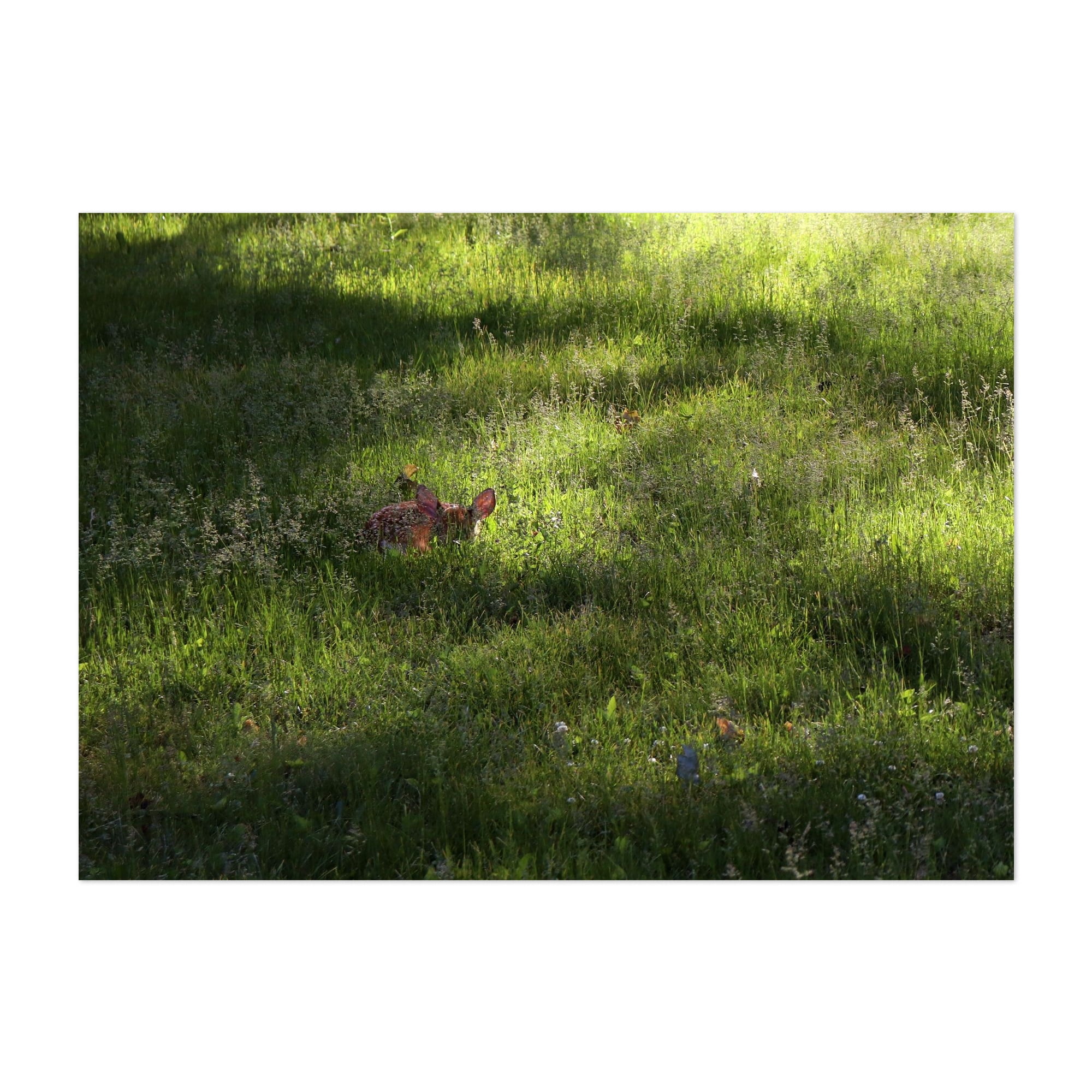 Hidden Fawn - Albion Michigan Photography Wildlife Deer Nature Woodland ...