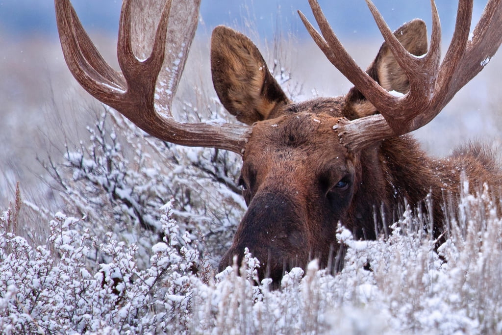 Hidden Moose Large Antlers Rack Bull Moose Hiding in Snow Dusted ...