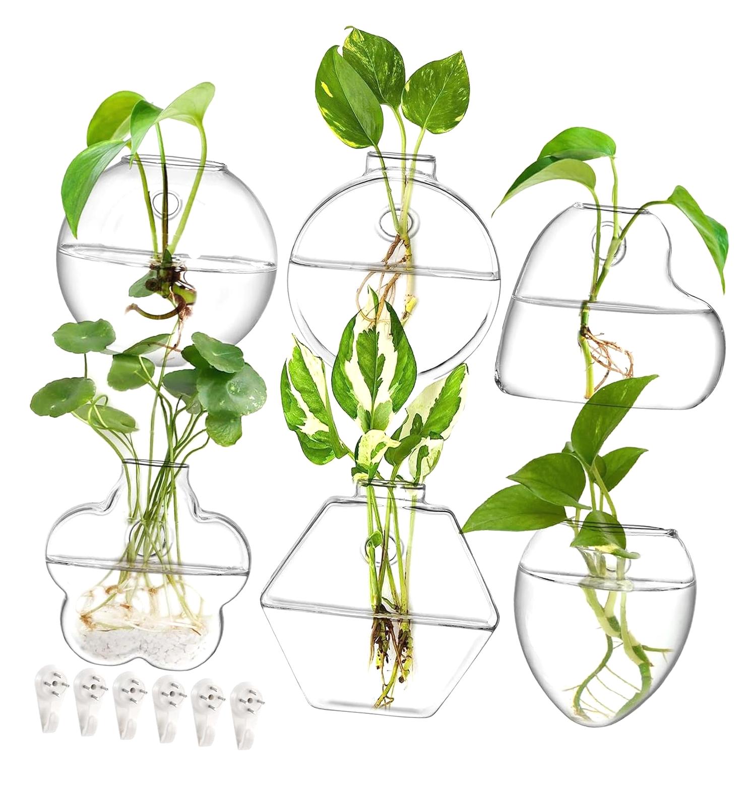 Hidove 6-Piece Wall Hanging Terrarium Set, Transparent Glass Plant ...