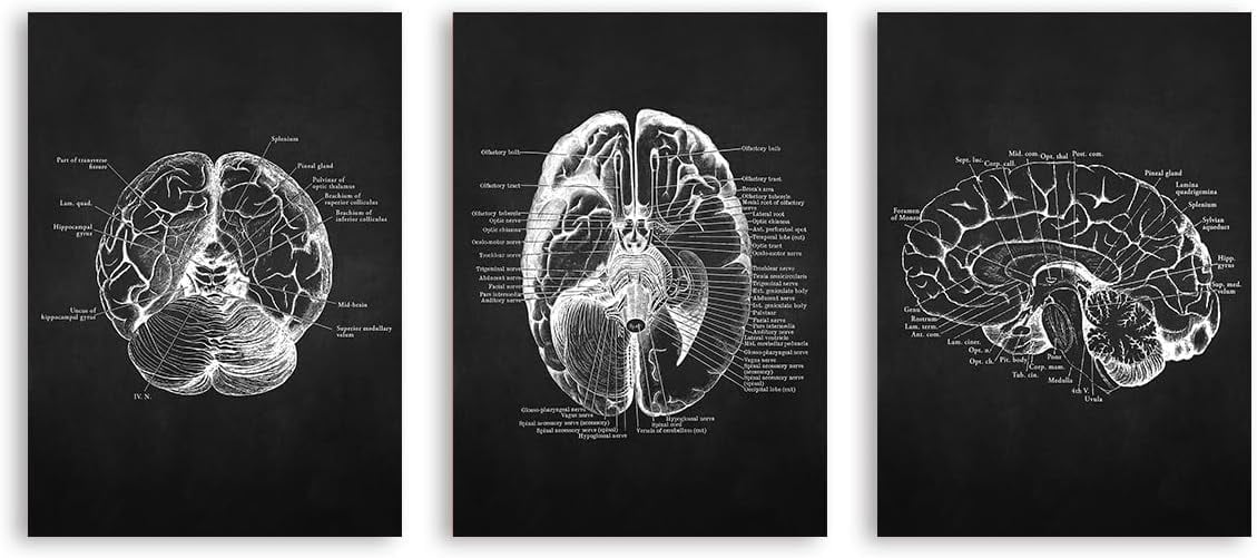 Hieng Vintage Brain Anatomy Print Medical School Wall Art Human Brain ...