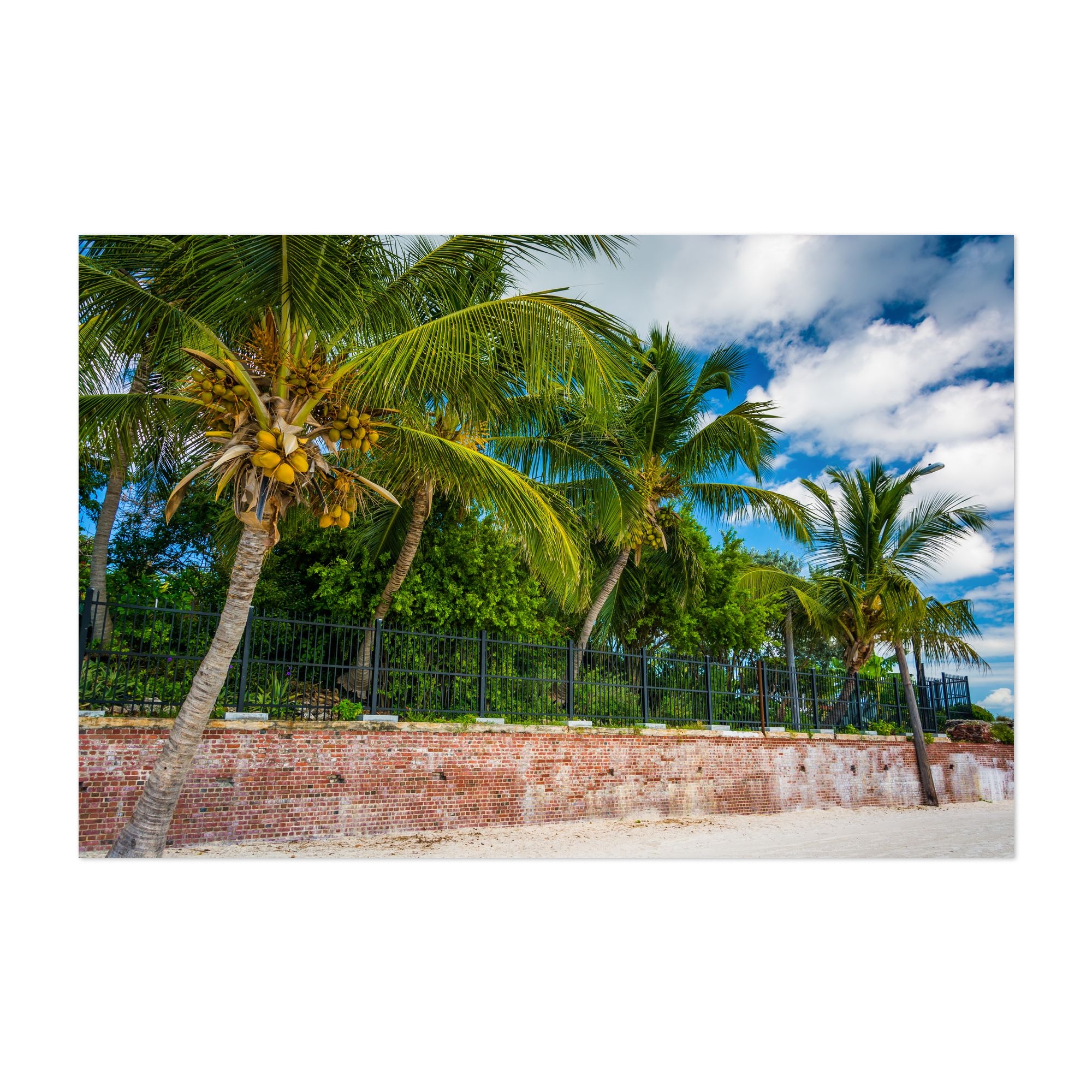 Higgs Beach Palms - Key West Florida Photography Palm Tree Tropical ...