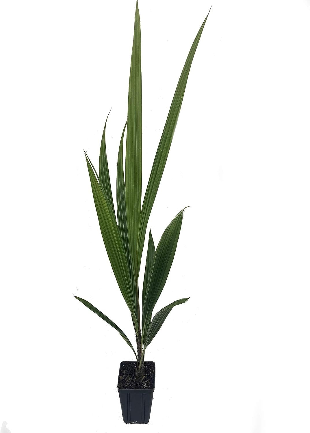 High Plateau Coconut Palm - 5 Live Plants in 4 Inch Pots ...