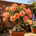 High-Quality Desert Rose For Growing-Indoor Ornament,Flower Yearly ...