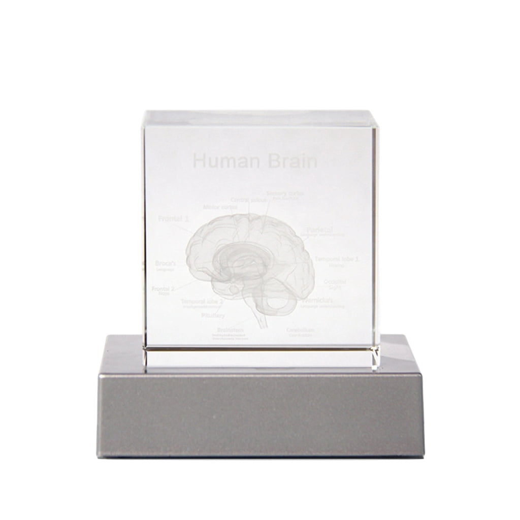 High Resolution Crystal Human Head Anatomical Model for Medical ...