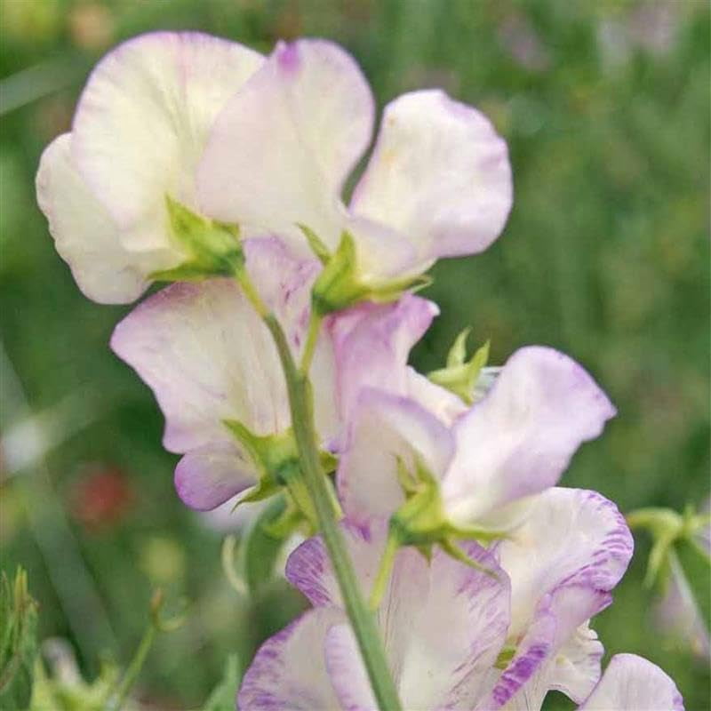 High Scent Sweet Pea Seeds 1 Oz ~327 Seeds - Non-GMO, Heirloom, High ...