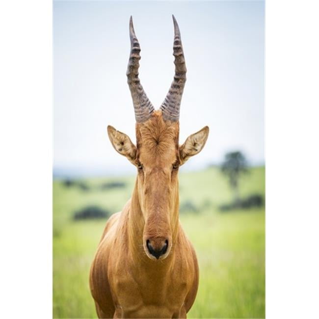 High Shouldered & A Somewhat Awkward Looking Antelope with A Long ...