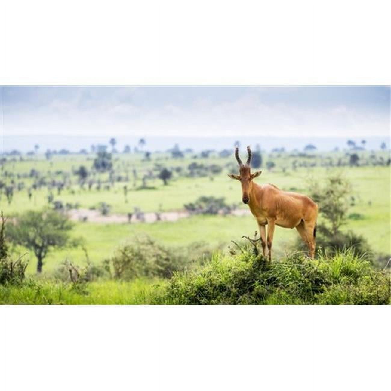 High Shouldered & A Somewhat Awkward Looking Antelope with A Long ...