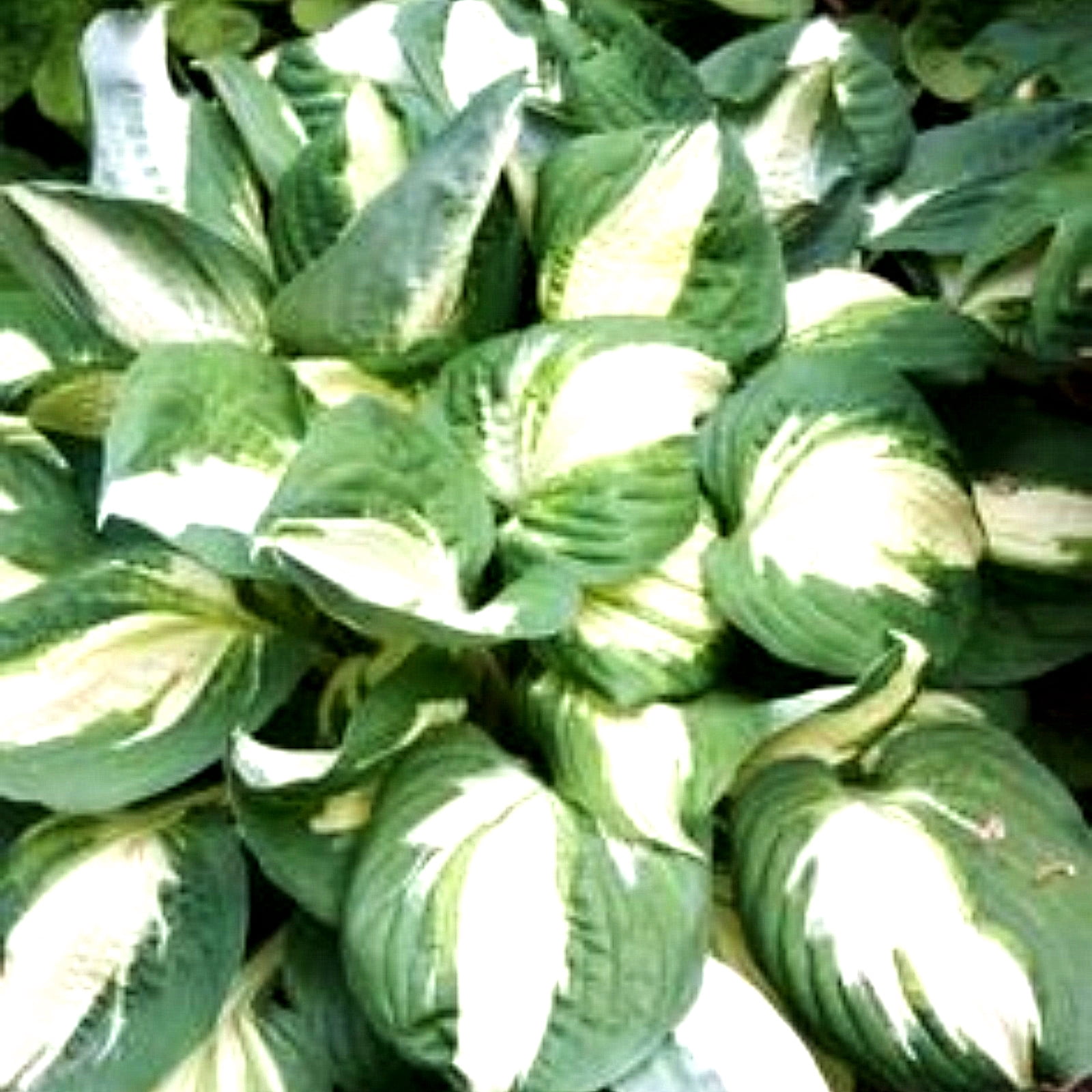 High-quality hosta plants, easy to grow, create a green garden ...