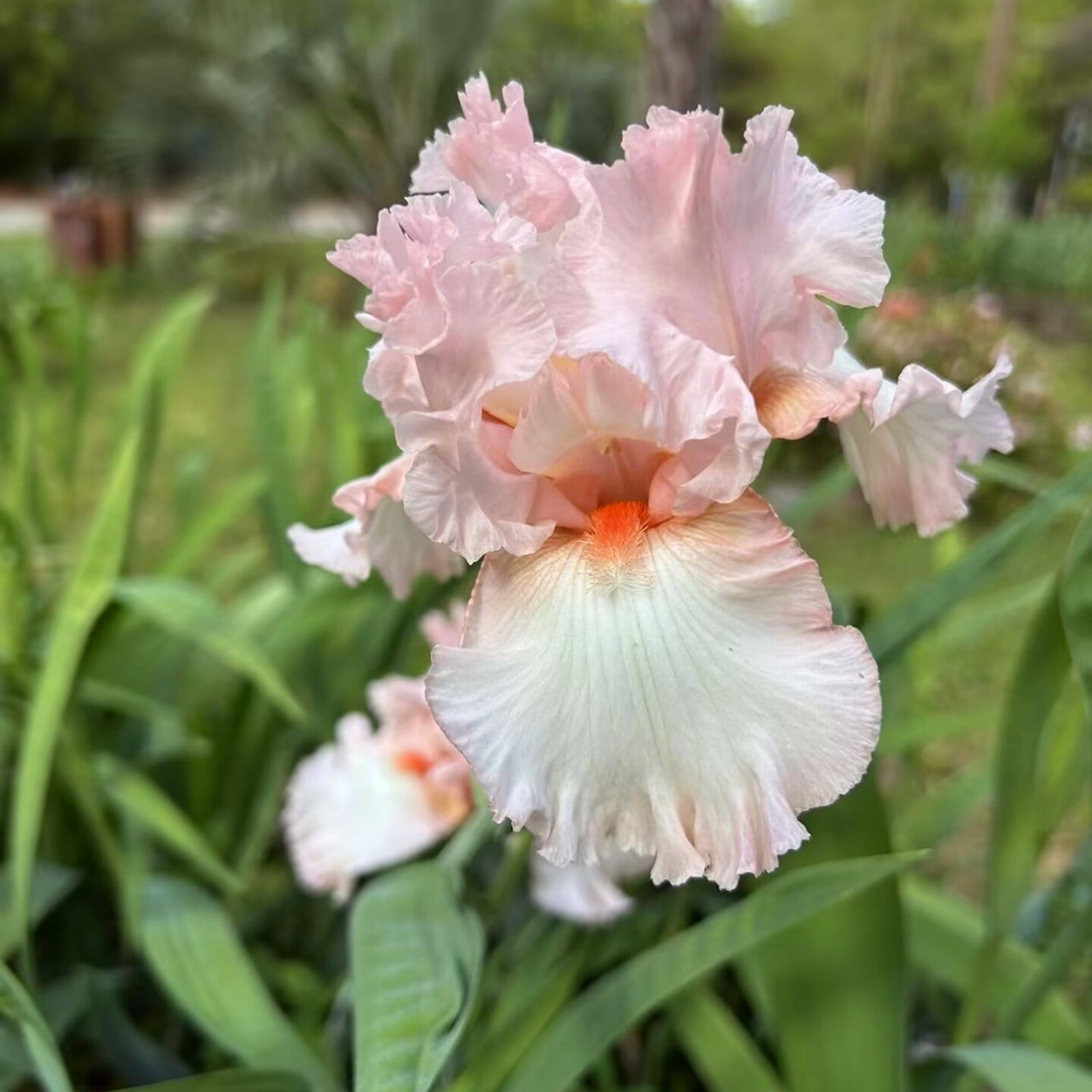 High quality iris bulbs - many colours to choose from, perfect for ...