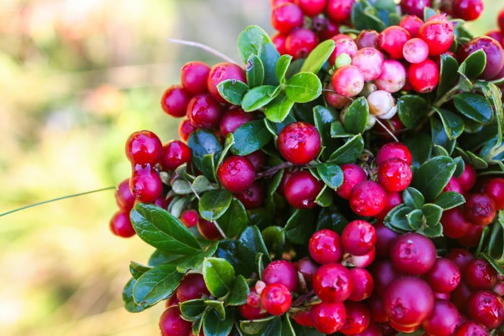 Highbush Cranberry Bush Seedlings for Planting (2 Seedlings) - No ...