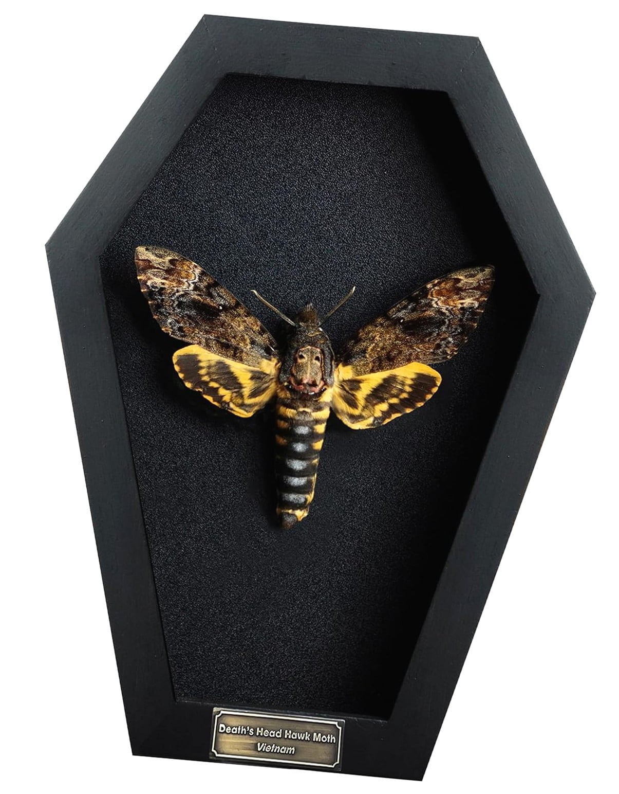 Highcool Dead Moth Decor Taxidermy Dried Specimen Entomology ...