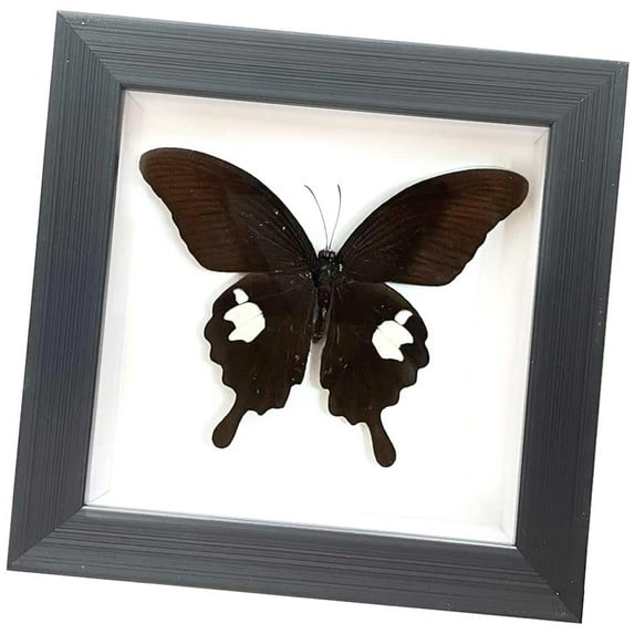 Highcool Handcrafted Taxidermy Animals Frame Wall , Taxidermy Shadow ...