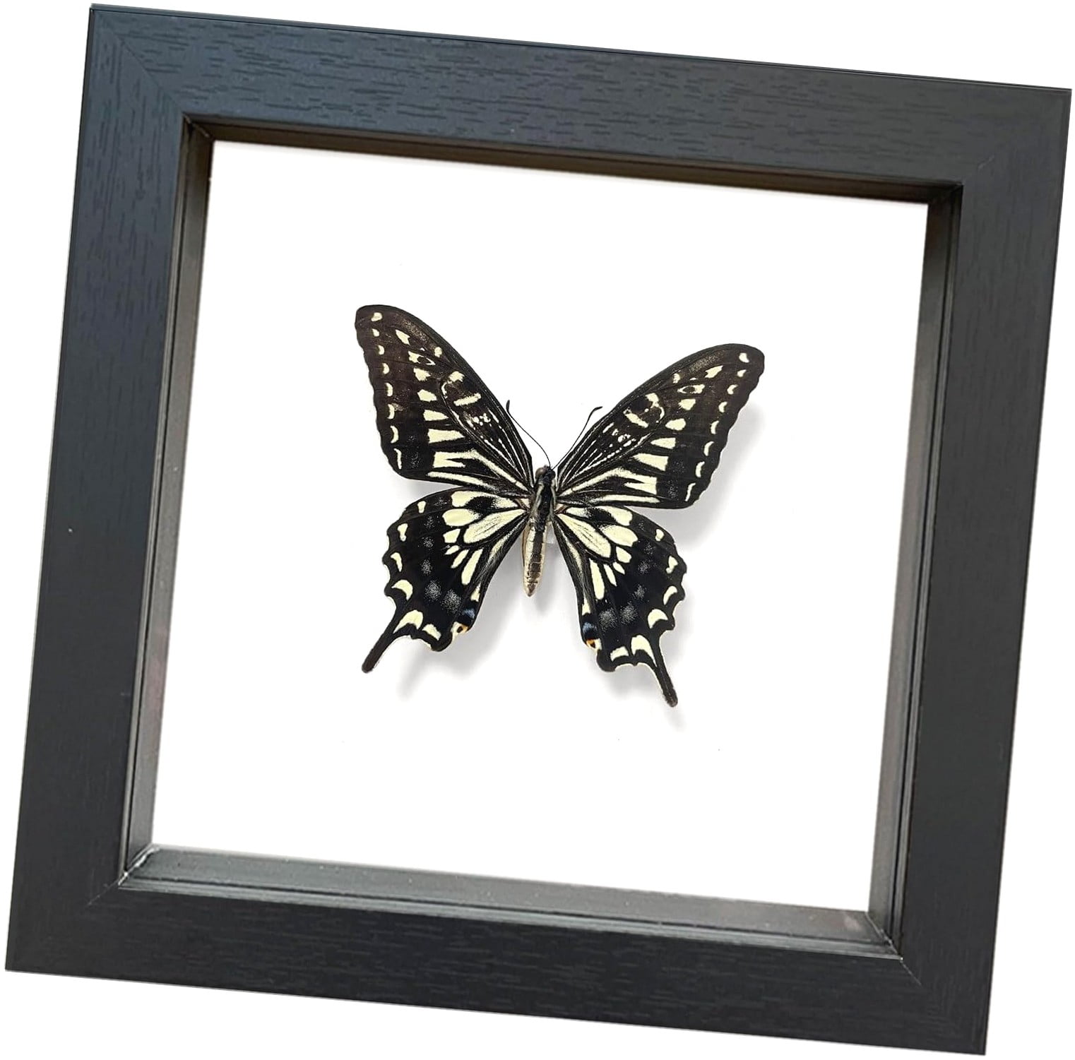 Highcool Handcrafted Taxidermy Shadow Box for Oddities and Curiosities ...