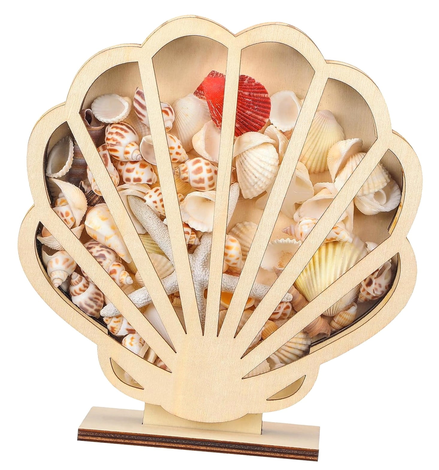 Highcool Wooden Seashell Display Case with Acrylic Window, Seashell ...