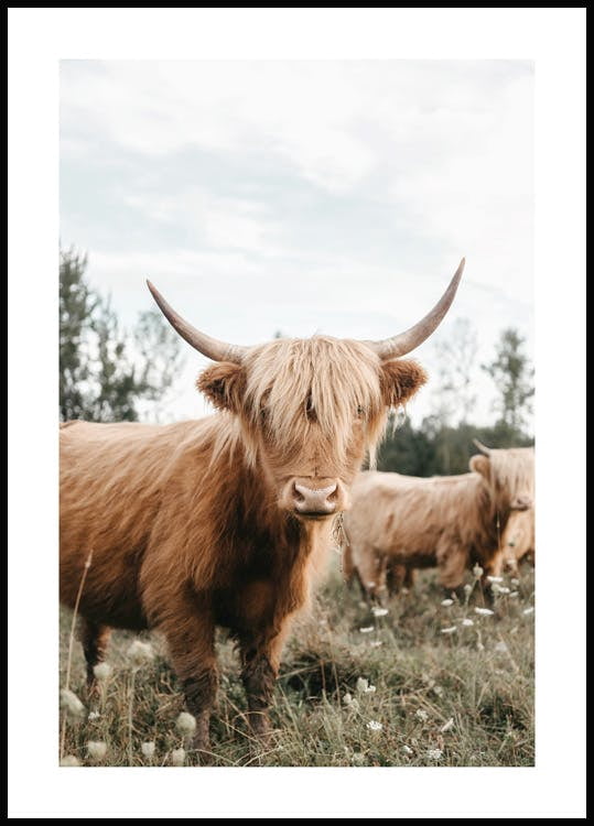 Highland Cattle Poster Wall Art, Modern Wall Decor For Living Room ...