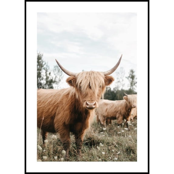 Highland Cattle Poster Wall Art, Modern Wall Decor For Living Room ...