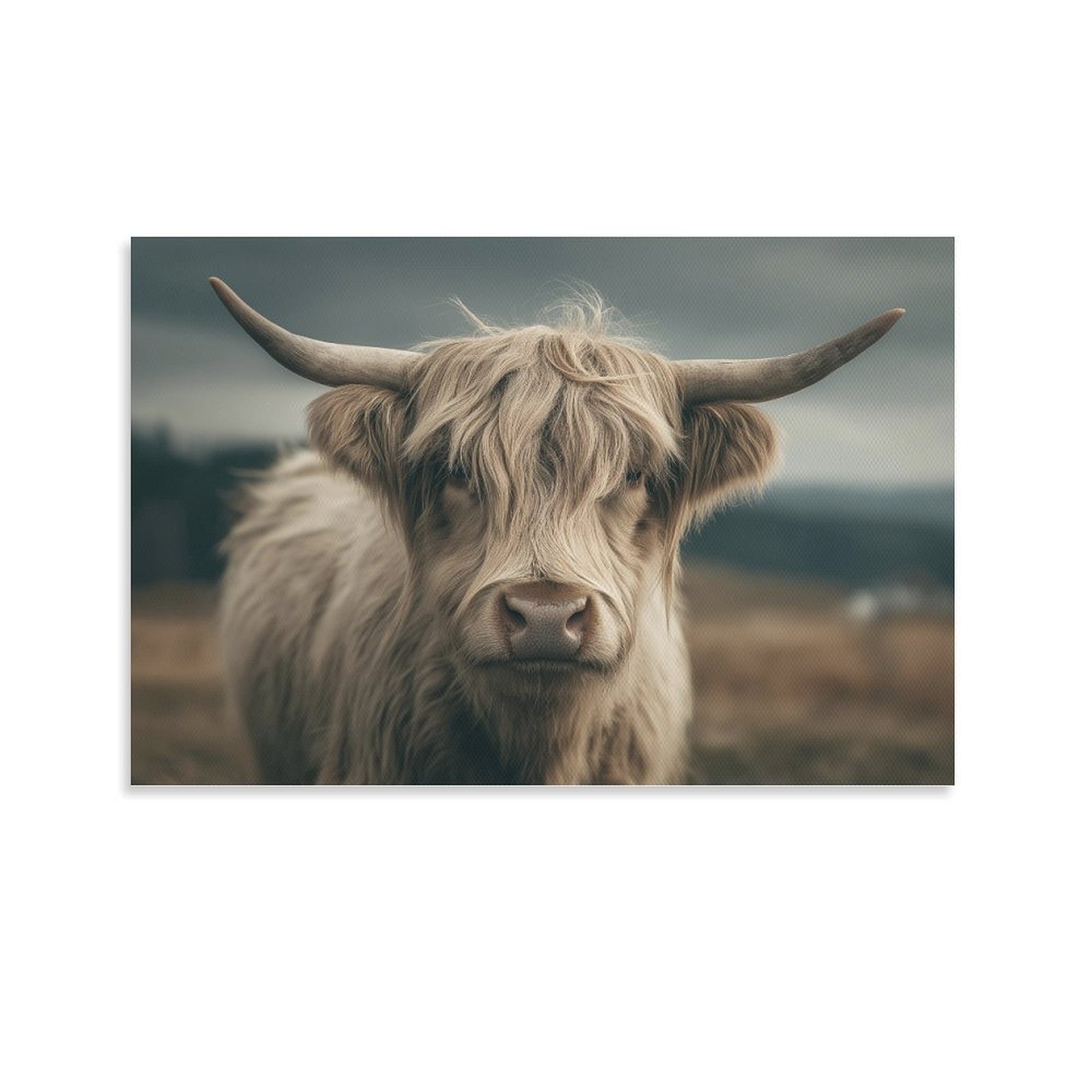 Highland Cattle Posters Wall Art Decorative Posters Room, Bathroom ...
