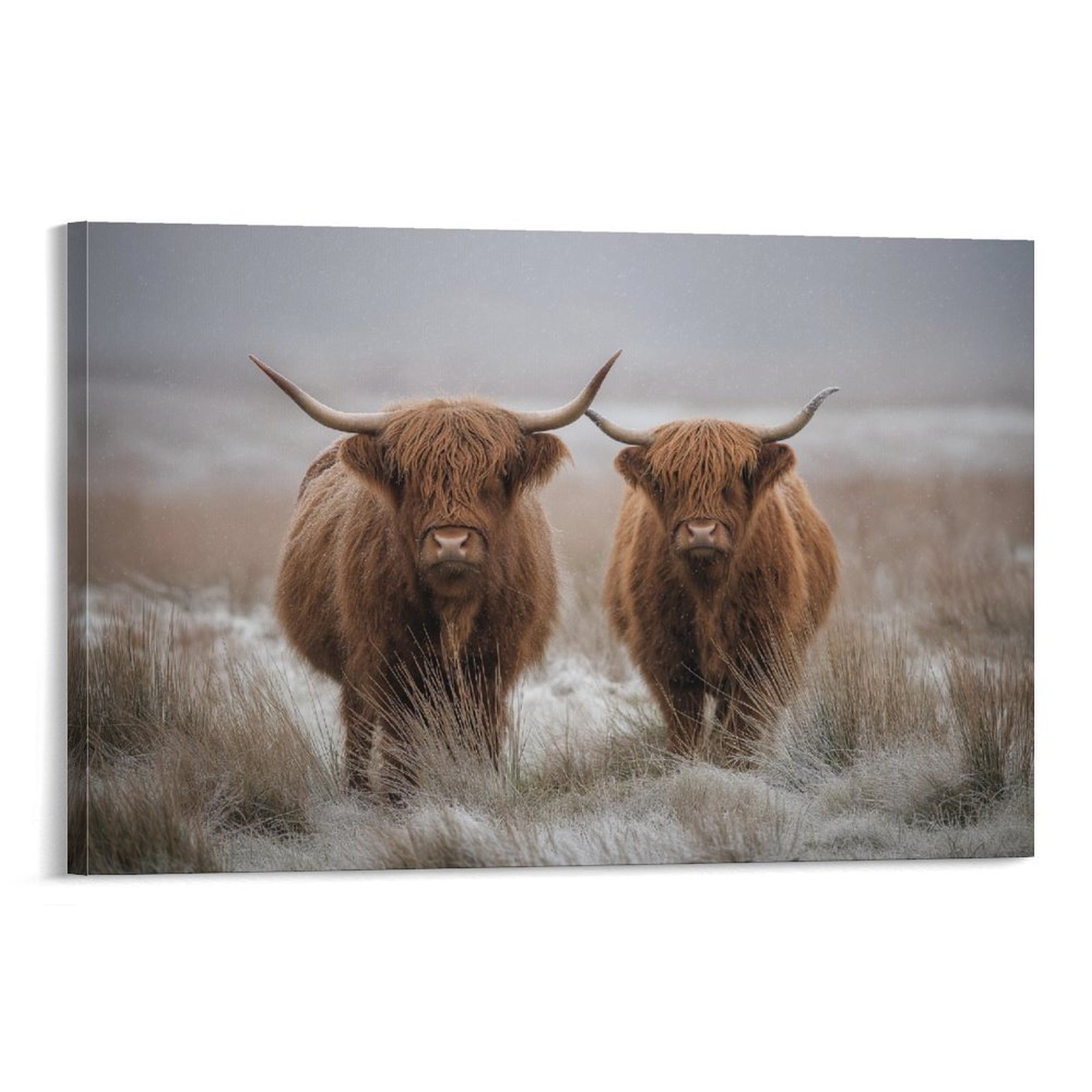 Highland Cattle Posters Wall Art Decorative Posters Room, Bathroom ...