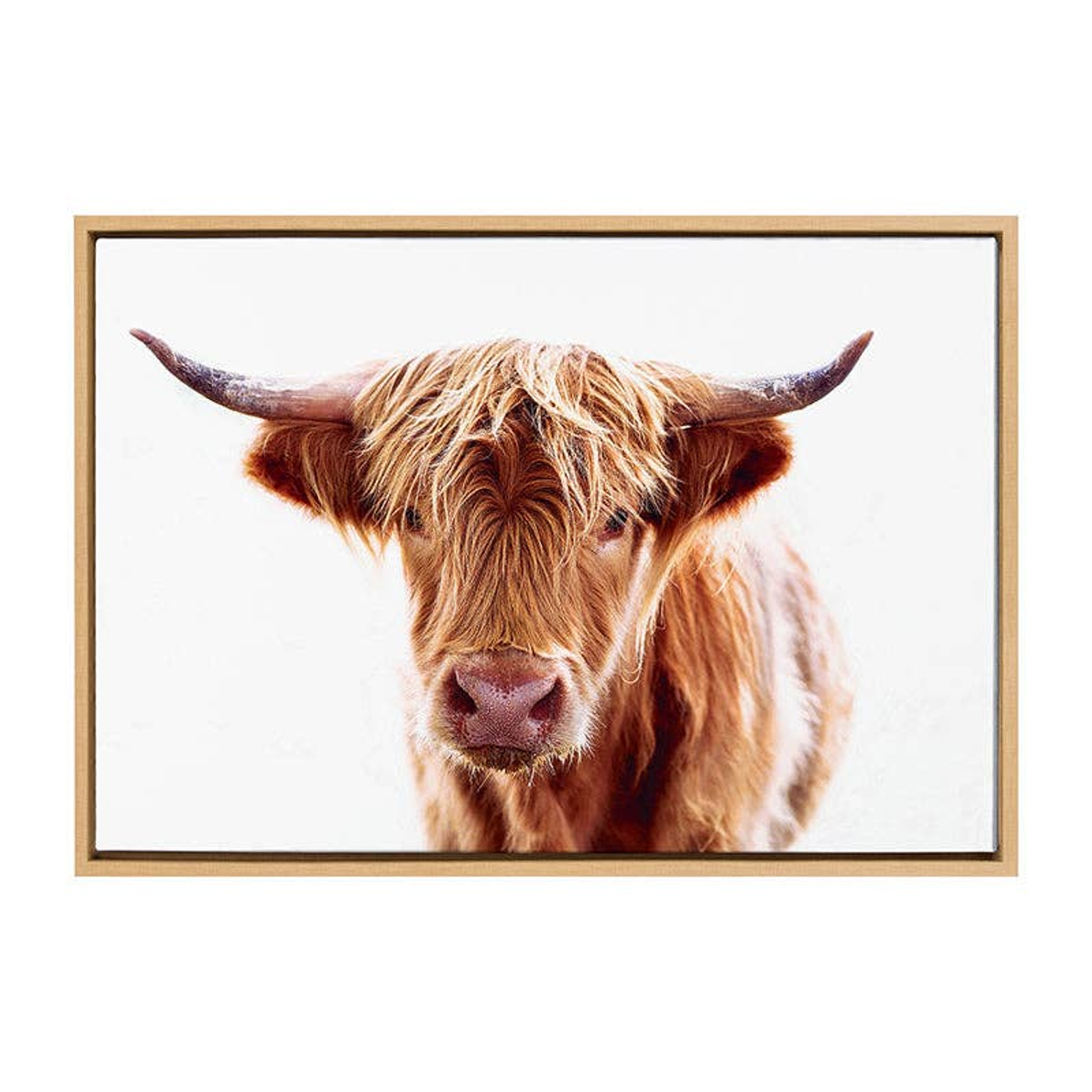 Highland Cow / Framed Canvas - Walmart.com
