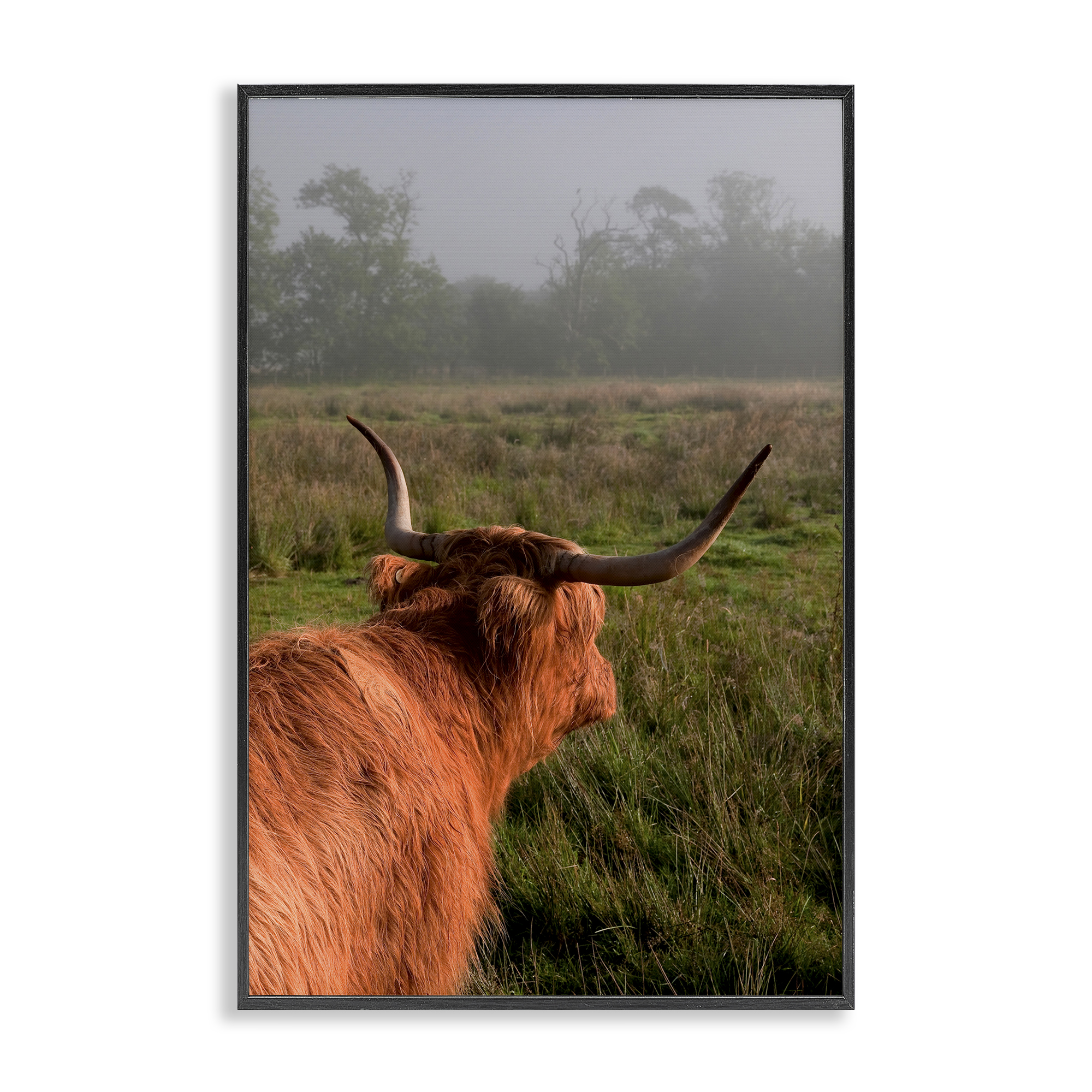 Highland Cow Gazing Out Black Framed Giclee Art, design by Jenny ...