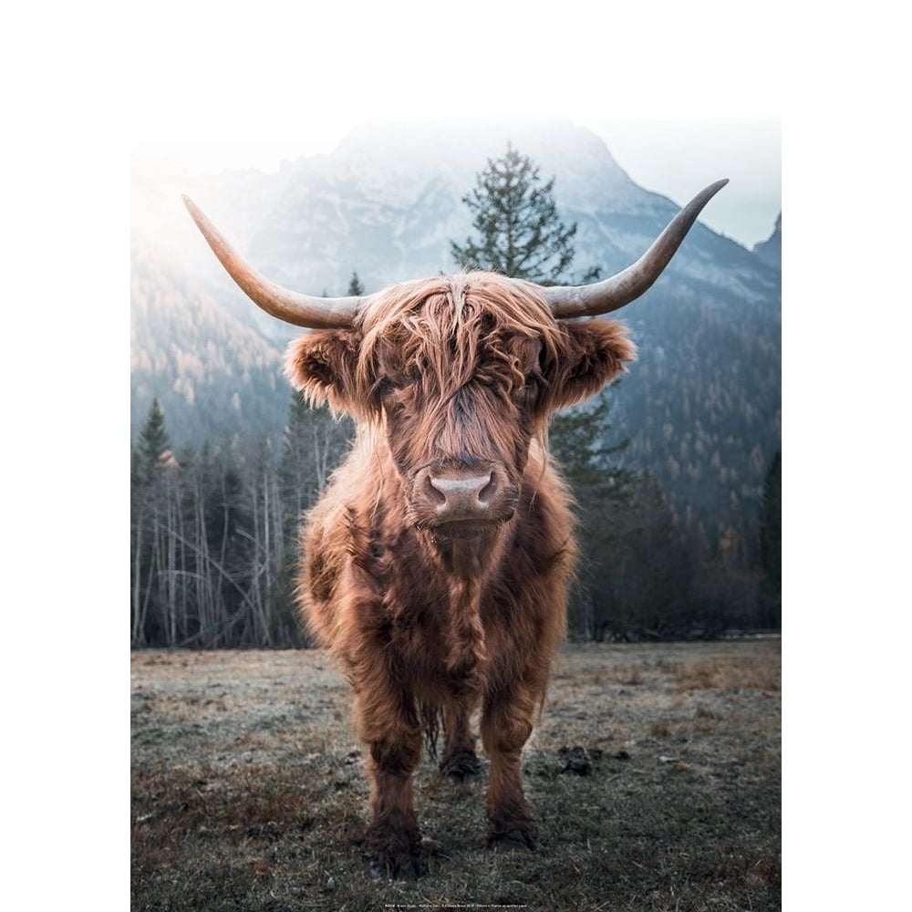 Highland Cow Poster Print by Braun Studio Braun Studio R4314 - Walmart.com