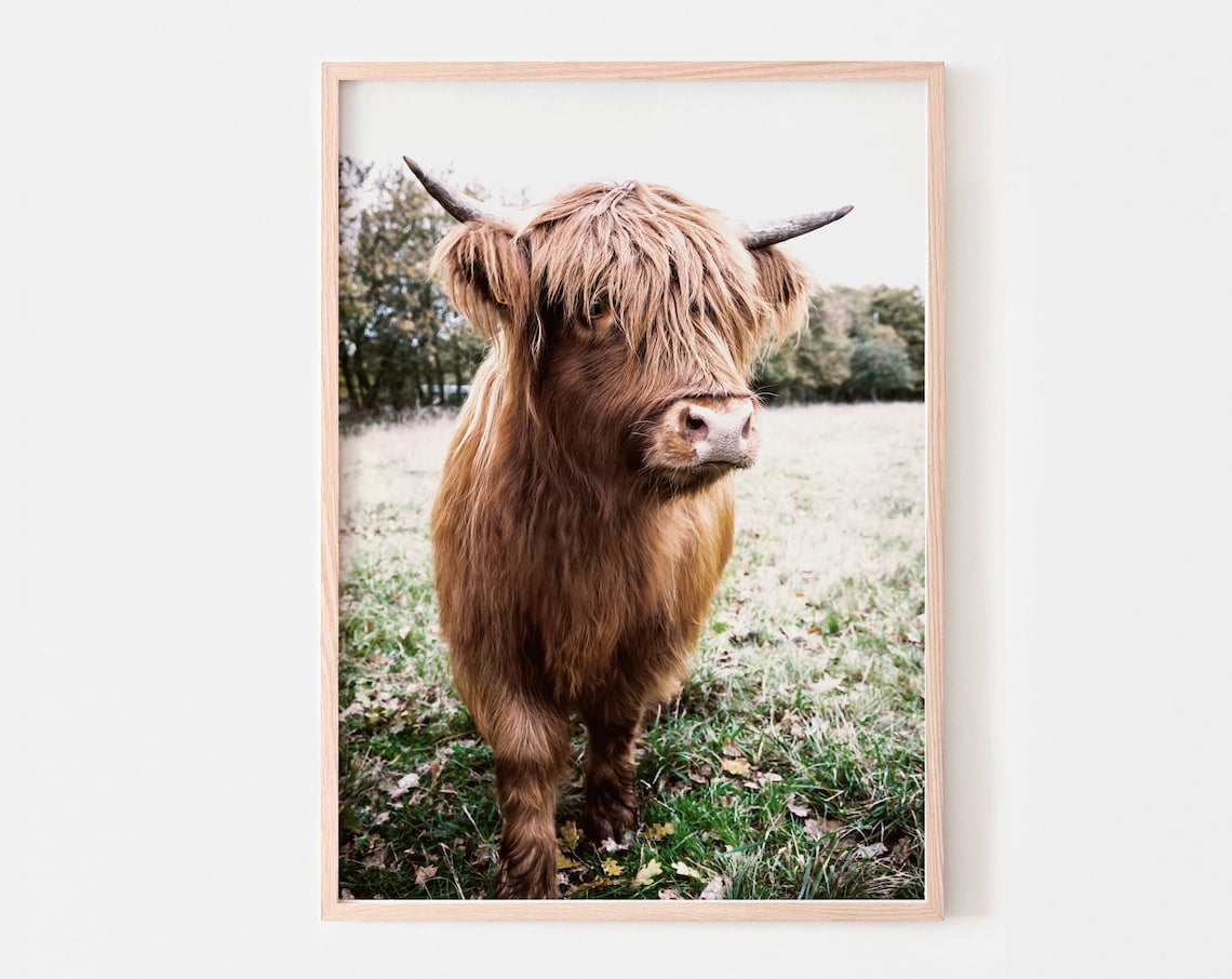 Highland Cow Print, Highland Cow Poster For, Rustic Cow Photo, Wall Art ...