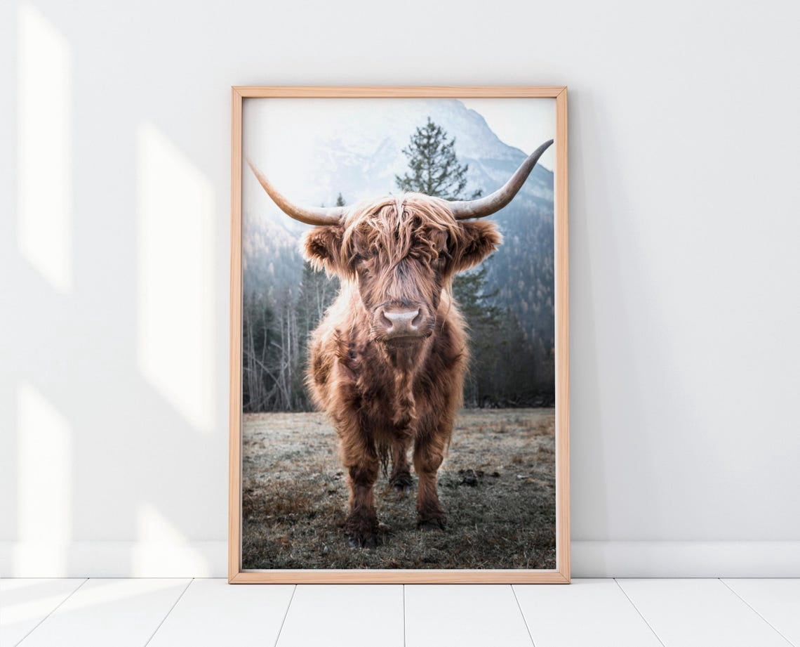 Highland Cow Print, Scottish Animal Photography, Scotland Cow Poster ...