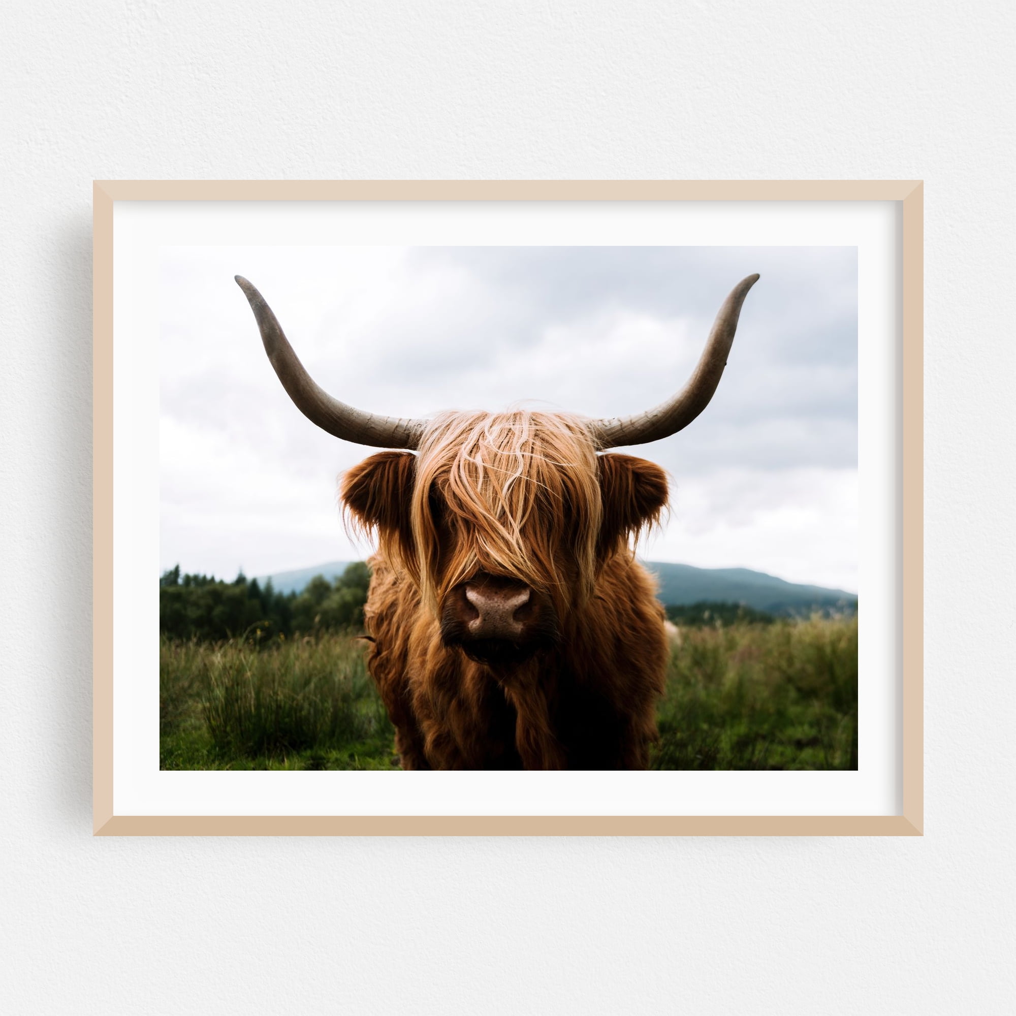 Highland Majesty - Scotland United Kingdom Photography Highland Cow ...