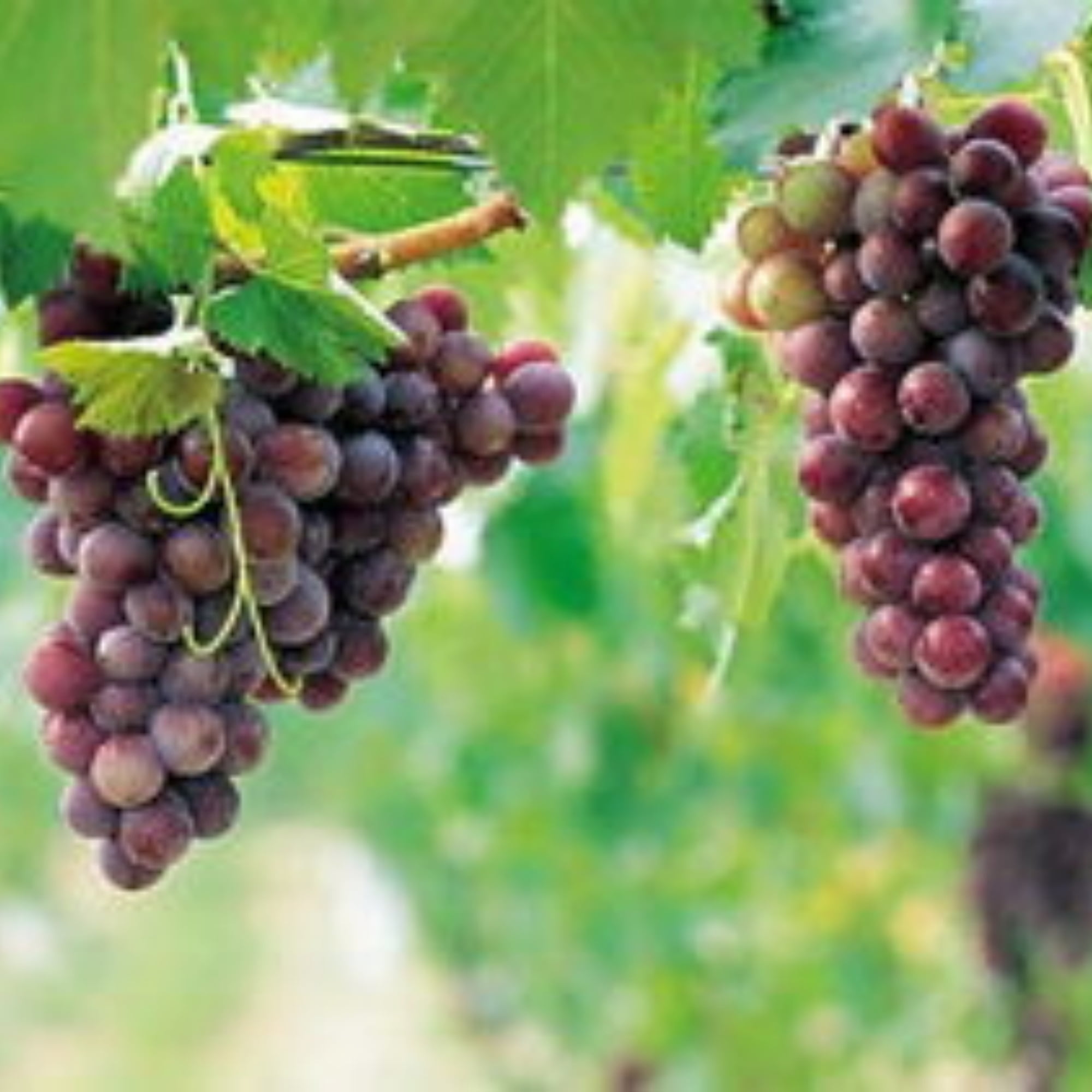 Highly adaptable grapevines – strong climbing ability, perennial plants ...