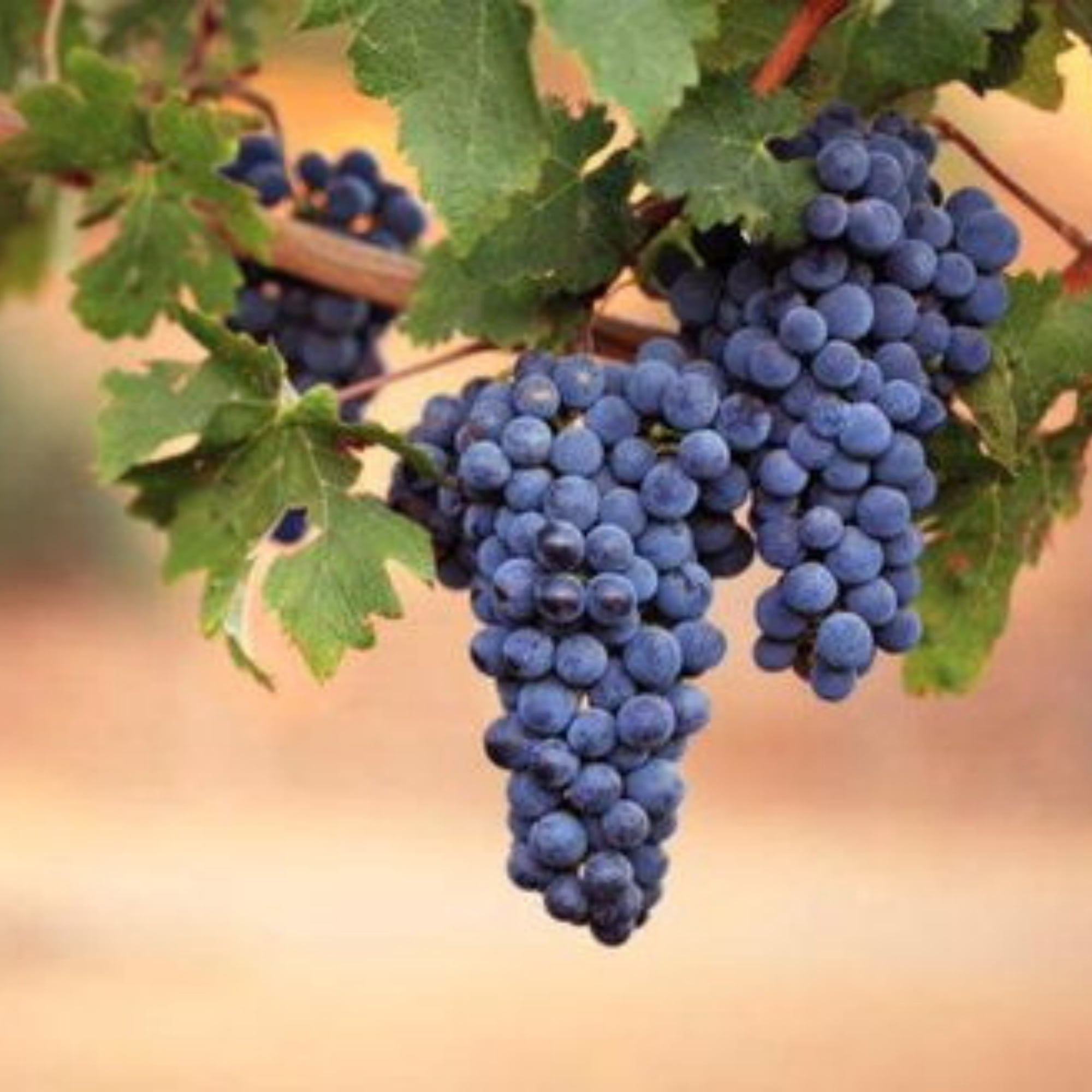 Highly adaptable grapevines – strong climbing ability, perennial plants ...