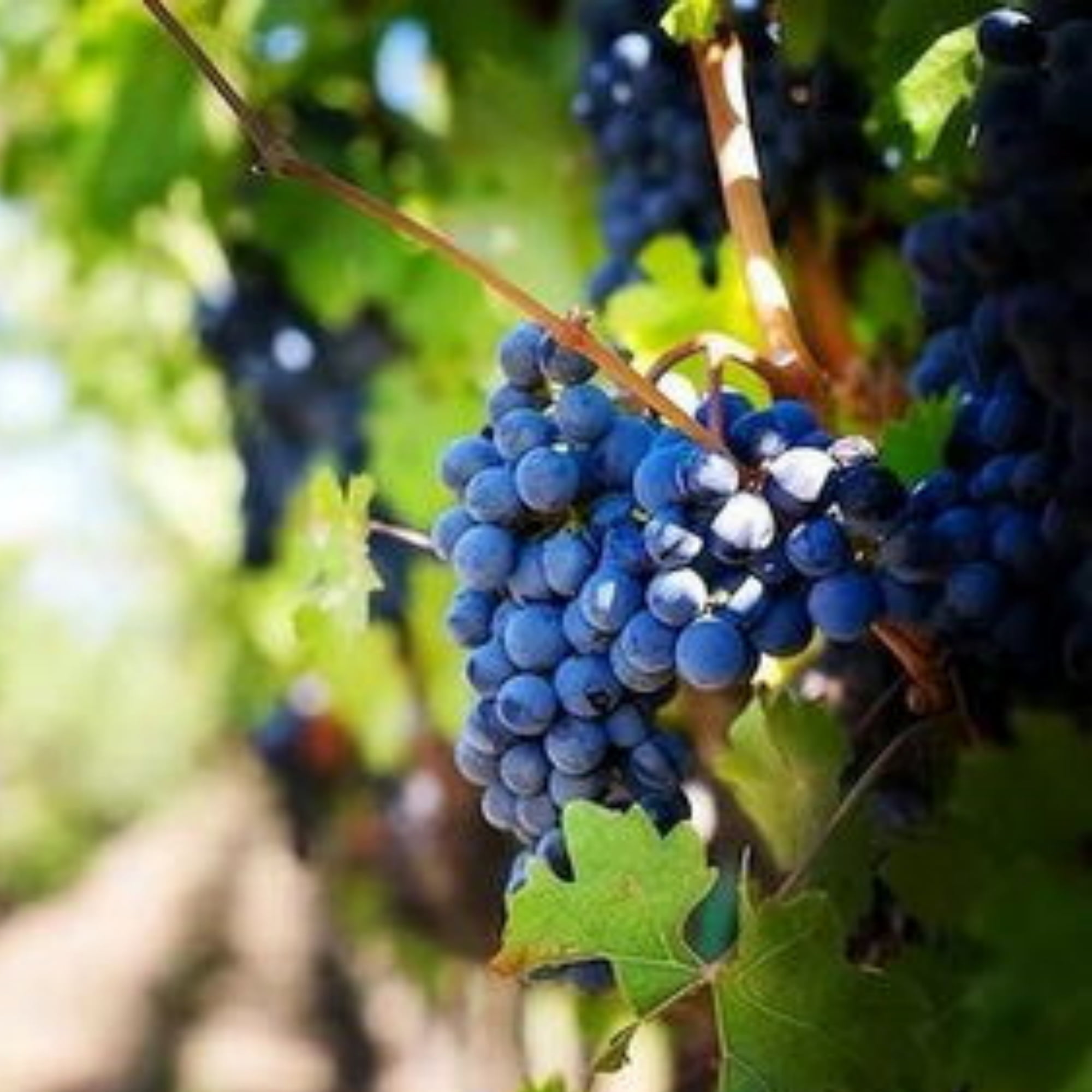 Highly adaptable grapevines – strong climbing ability, perennial plants ...