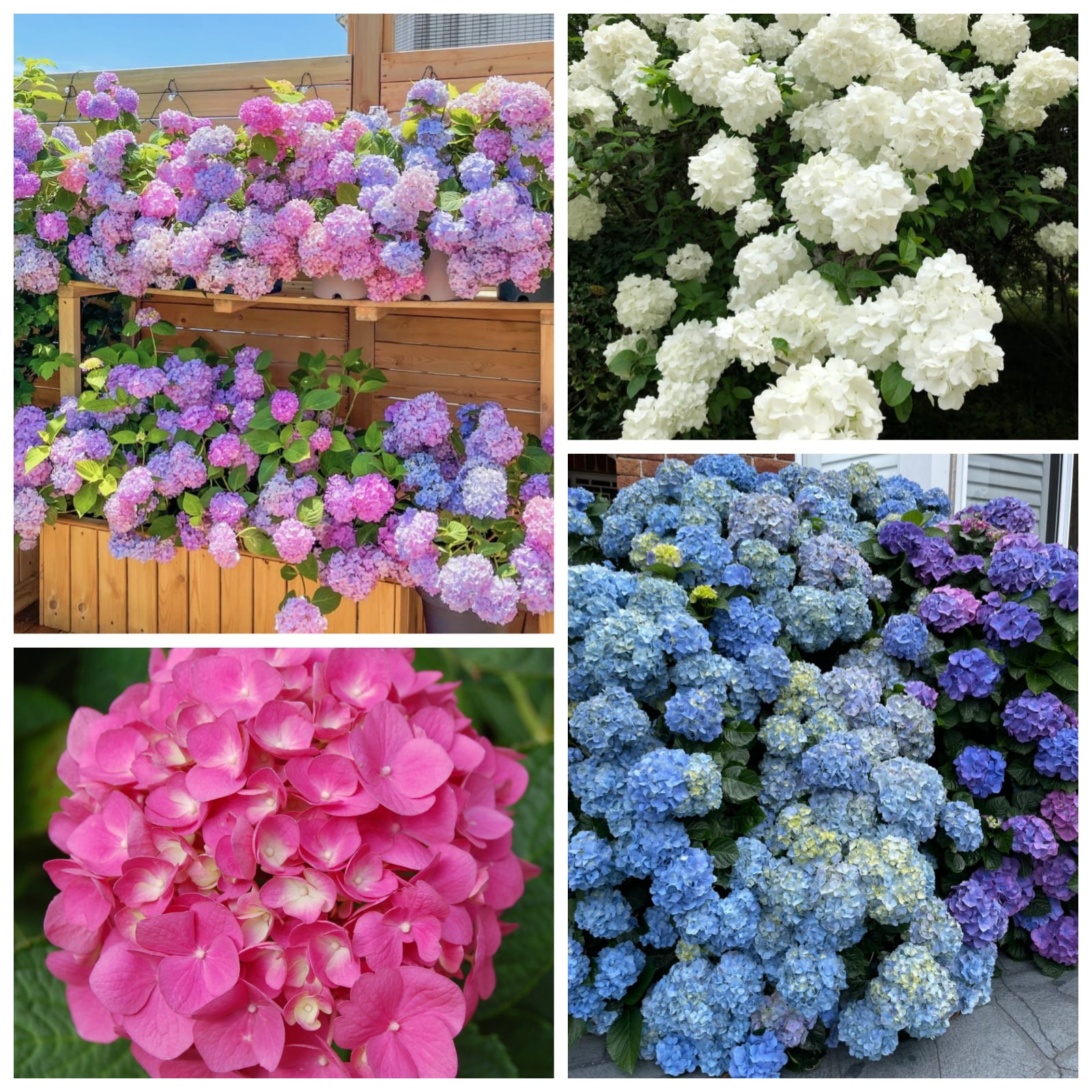 Highly ornamental hydrangea bulbs, professional garden planting ...