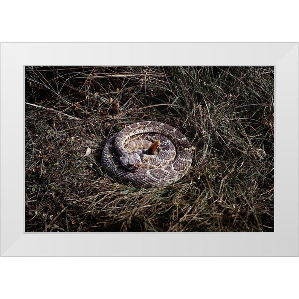 Highsmith, Carol 18x13 White Modern Wood Framed Museum Art Print Titled ...