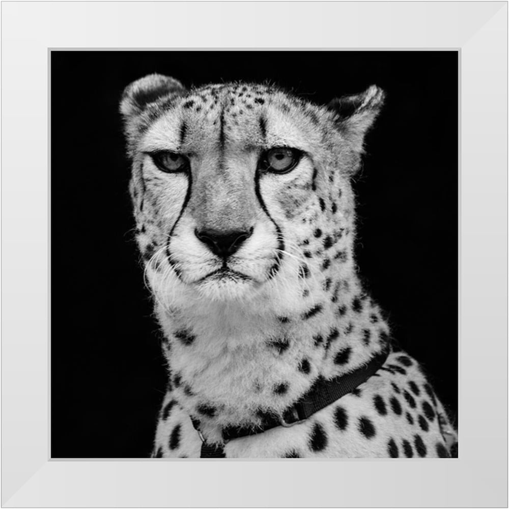 Highsmith, Carol 20x20 White Modern Wood Framed Museum Art Print Titled ...