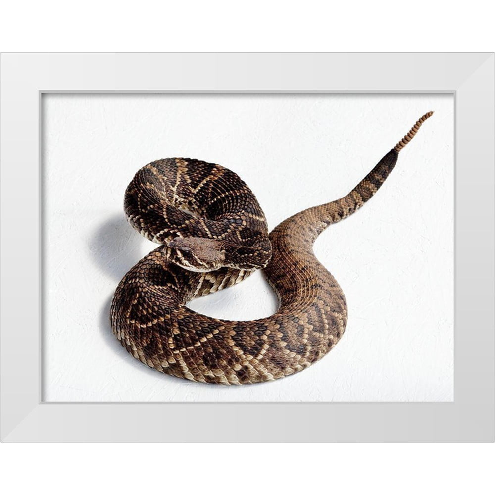 Highsmith, Carol 32x25 White Modern Wood Framed Museum Art Print Titled ...