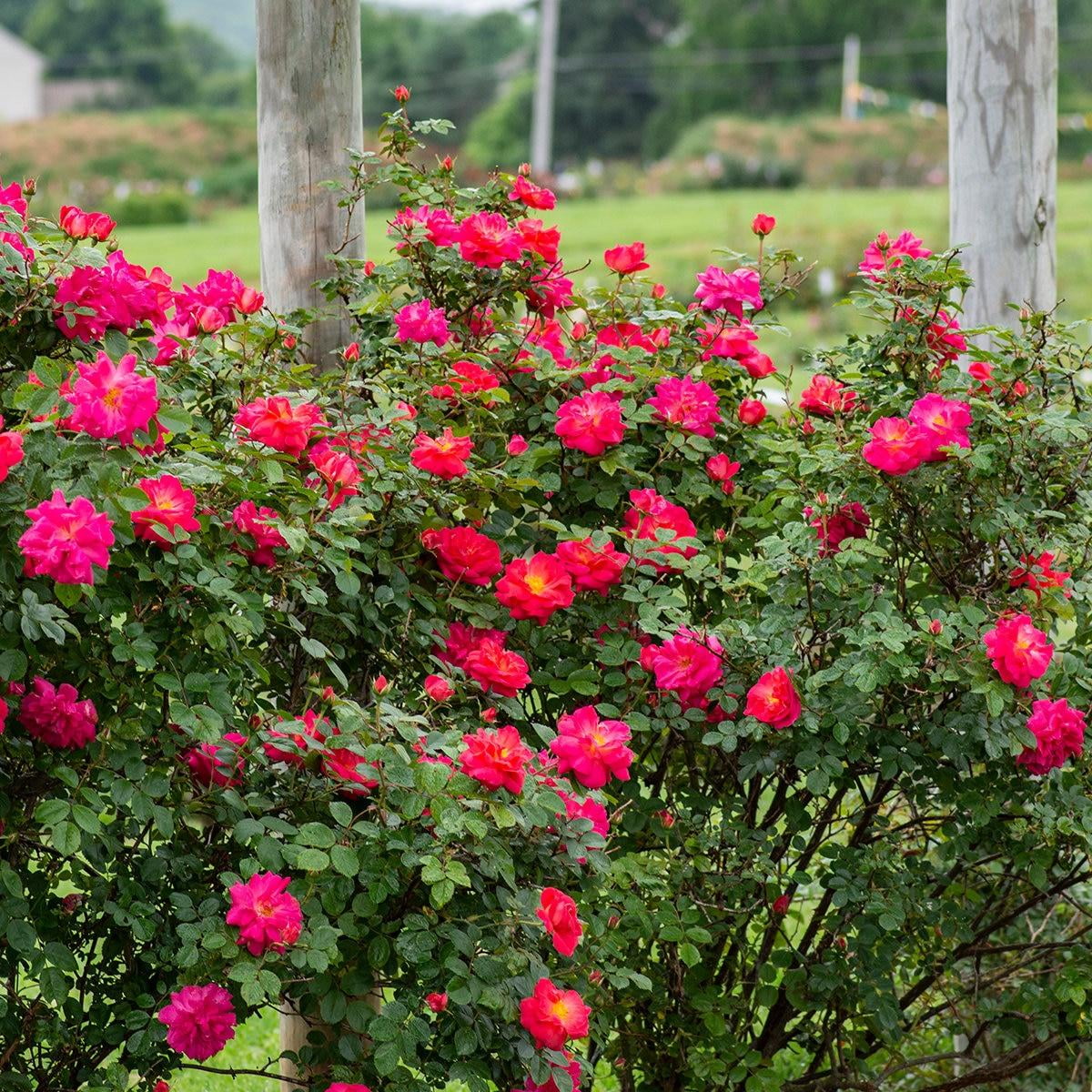 Highwire Flyer Climbing Rose-Vibrant Pink Blooms 3 Gallon - Walmart.com