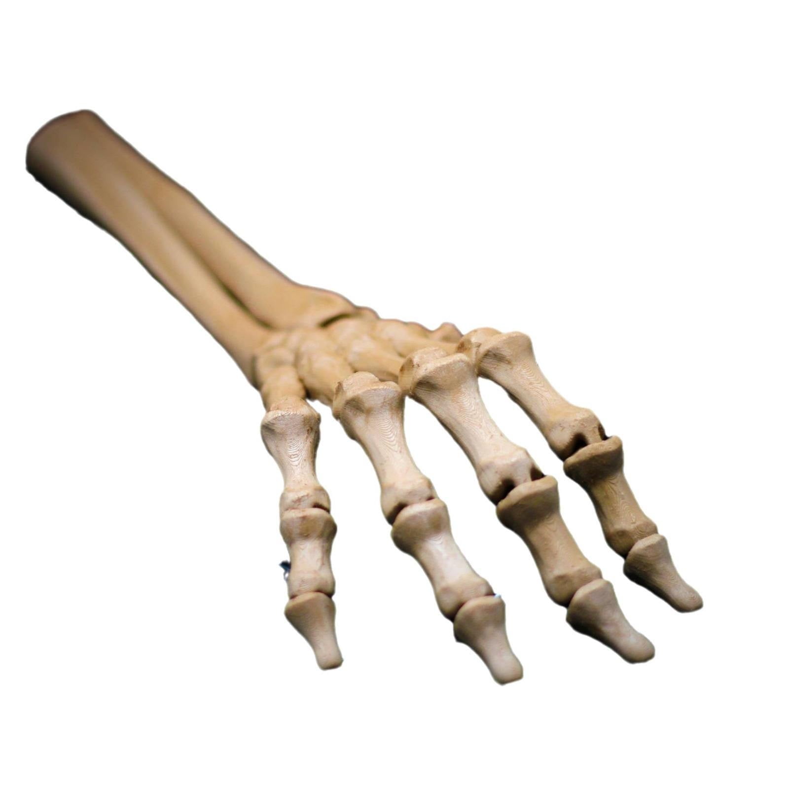 Hilingoto 3D Printed Skeleton Hand 3D Printed Skeleton Hand Halloween ...