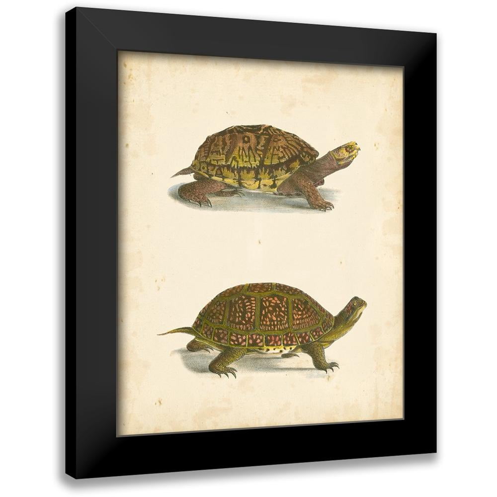Hill, J.W. 12x14 Black Modern Framed Museum Art Print Titled - Turtle ...