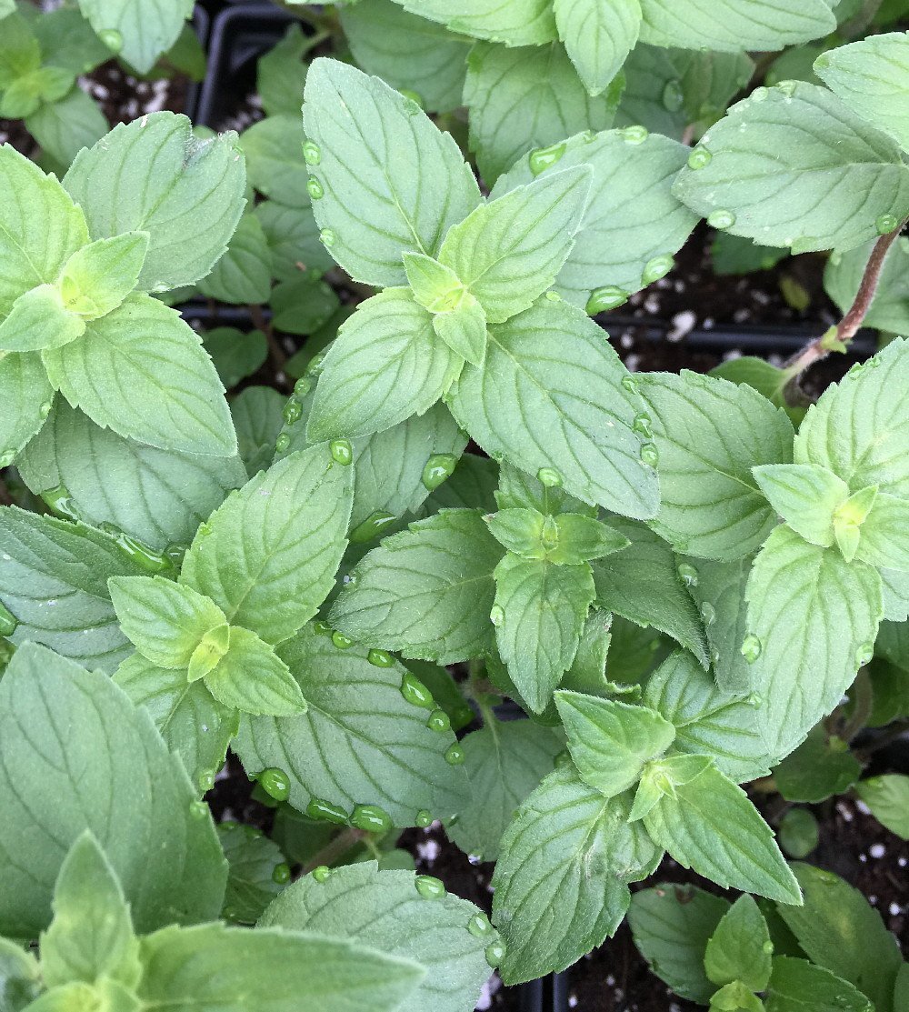 Hillary's Sweet Lemon Mint - 3" Pot - Grow Indoors or Out - Walmart.com