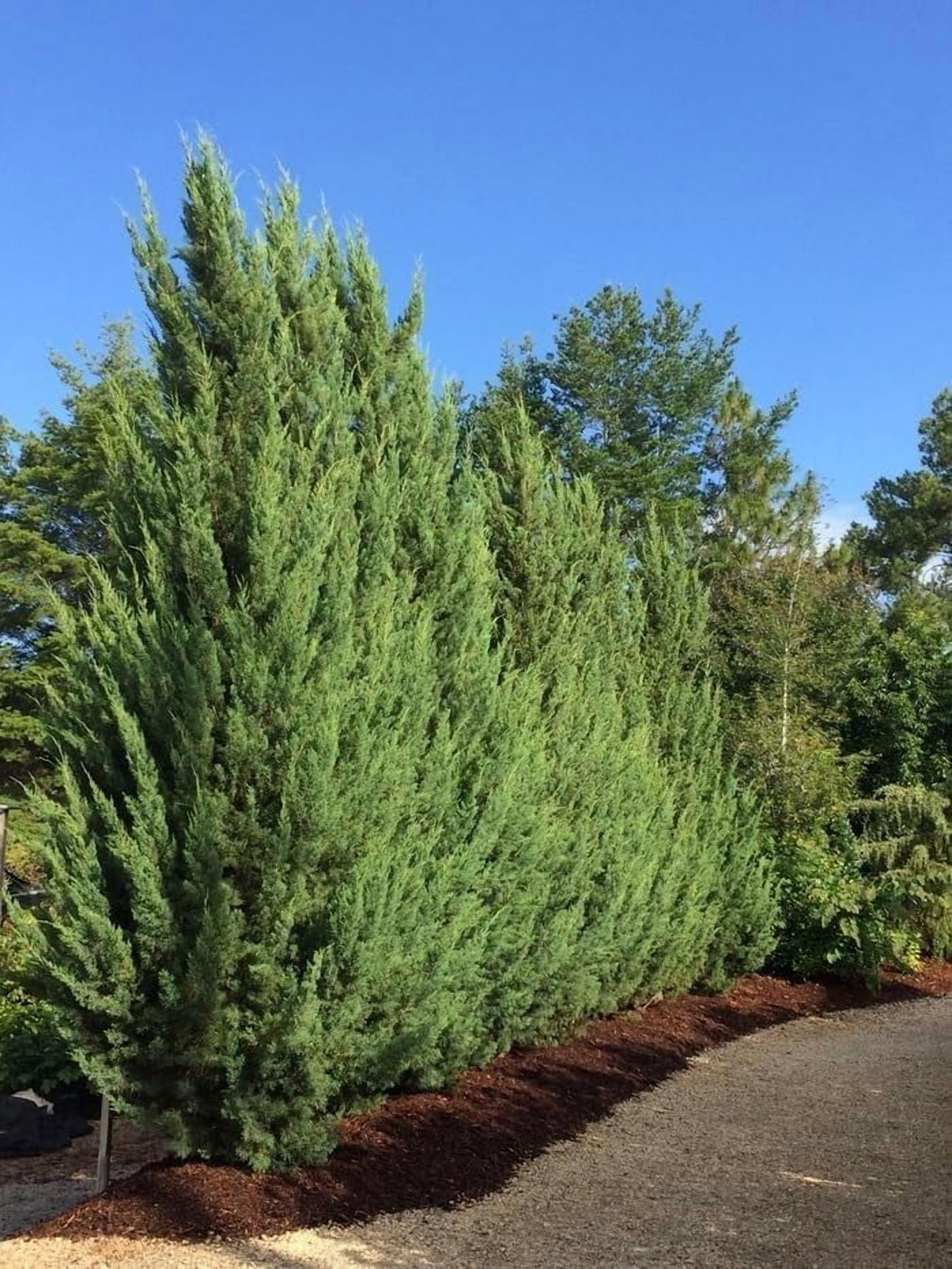Hillspire Juniper | 3 Live Plants | Stunning Evergreen for Ornamental ...