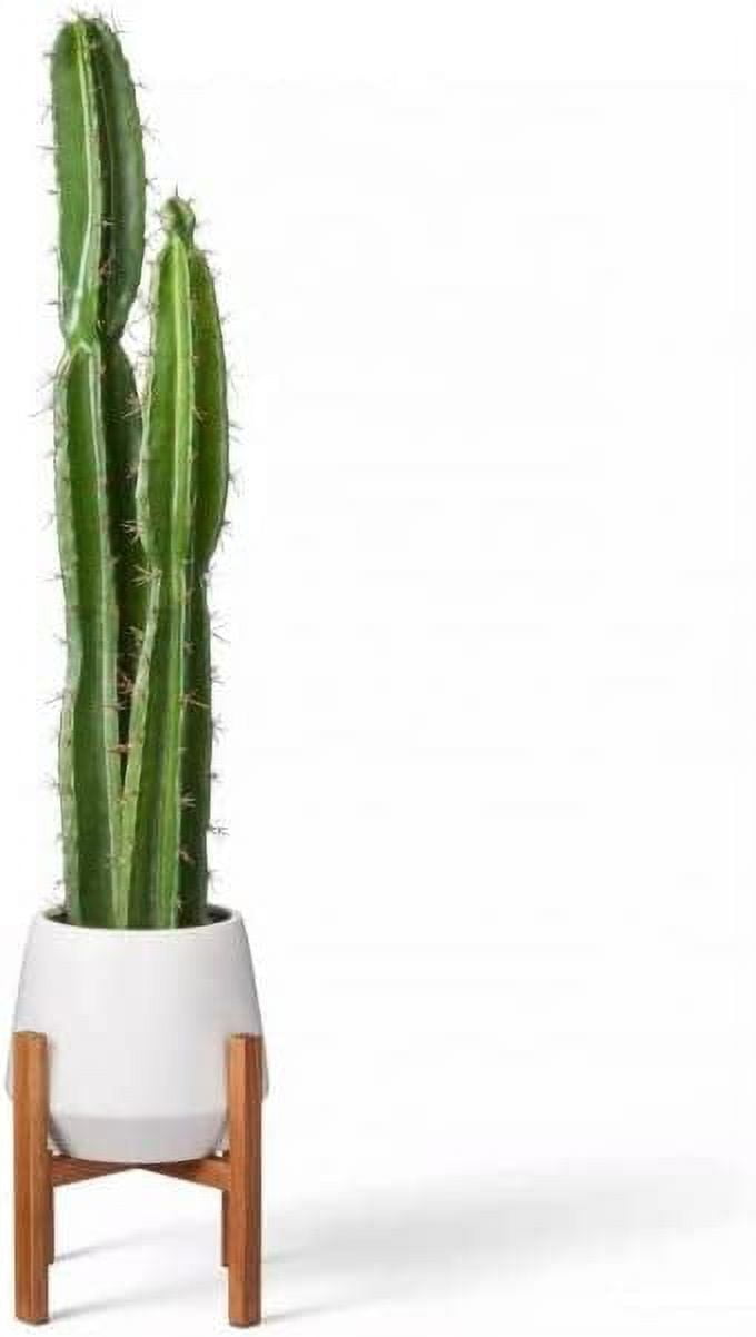 "Hilton Carter Large Indoor Faux Cactus Plant, 47"" X 11"", with Tall ...