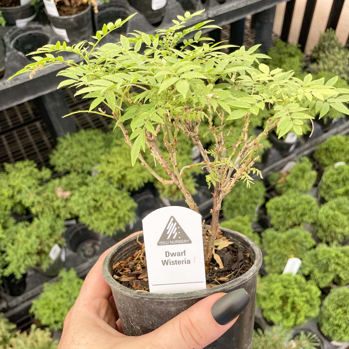 Hime Fuji Dwarf Wisteria - Live Bonsai Starter Plant - 4" Growers Pot ...