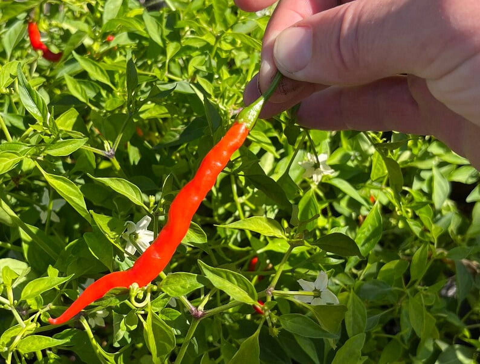 Himo Togarashi Japanese Sweet String Chile Pepper Premium Seed Packet - Walmart.com