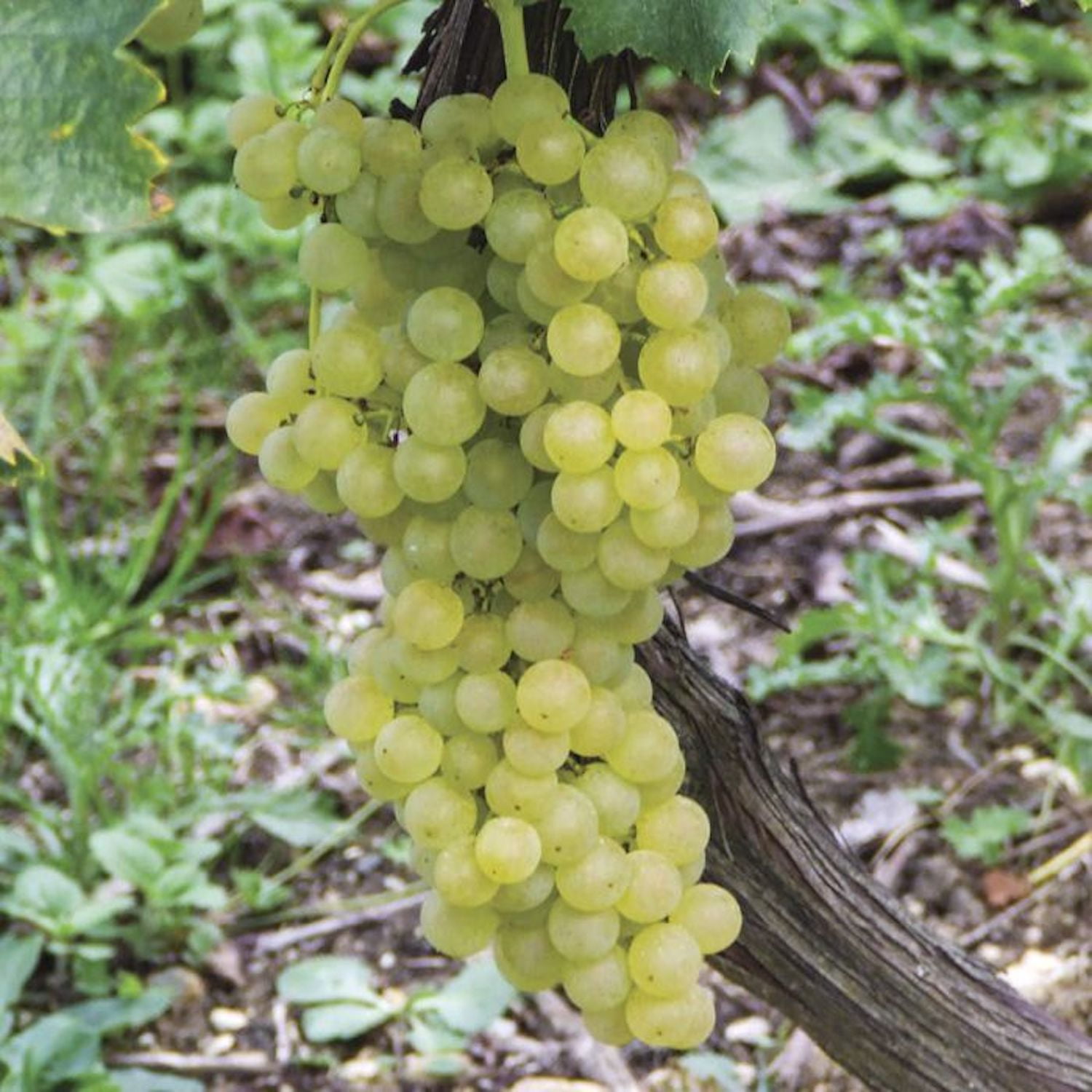 Himrod Green Grape Vine Plant - 1 Year Plant - No Shipping to ...