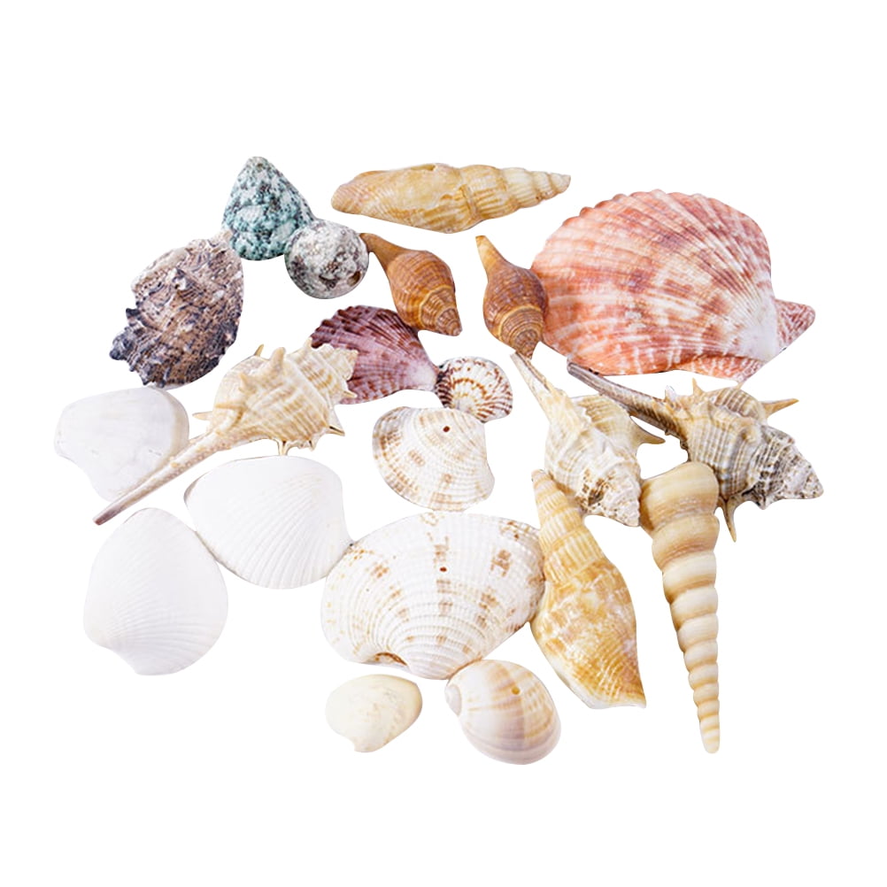 Hims Decorative Aquarium Sea Shells Landscaping Natural Shells Crafts ...